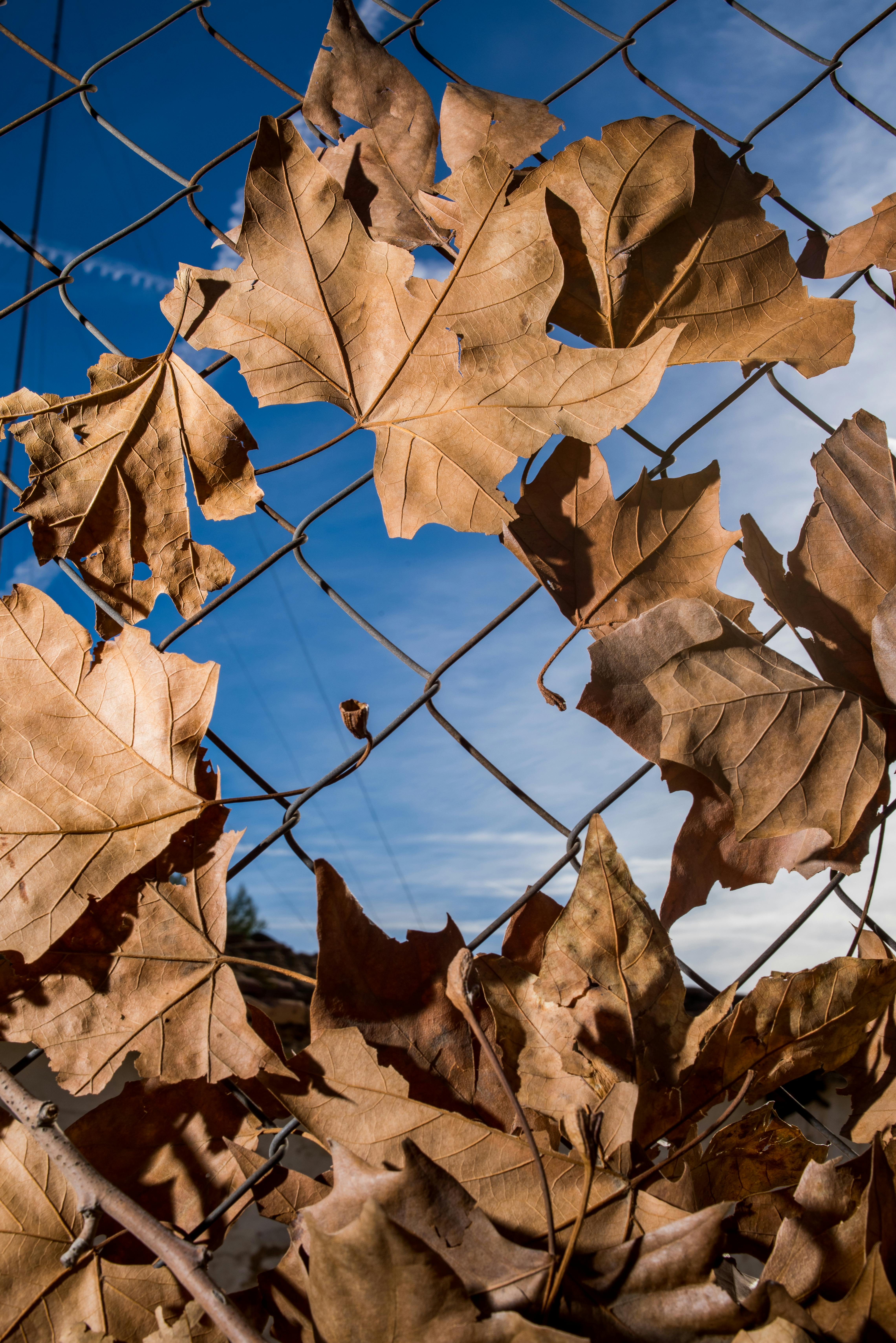 Autumn Leaves on Chain Link Fence · Free Stock Photo