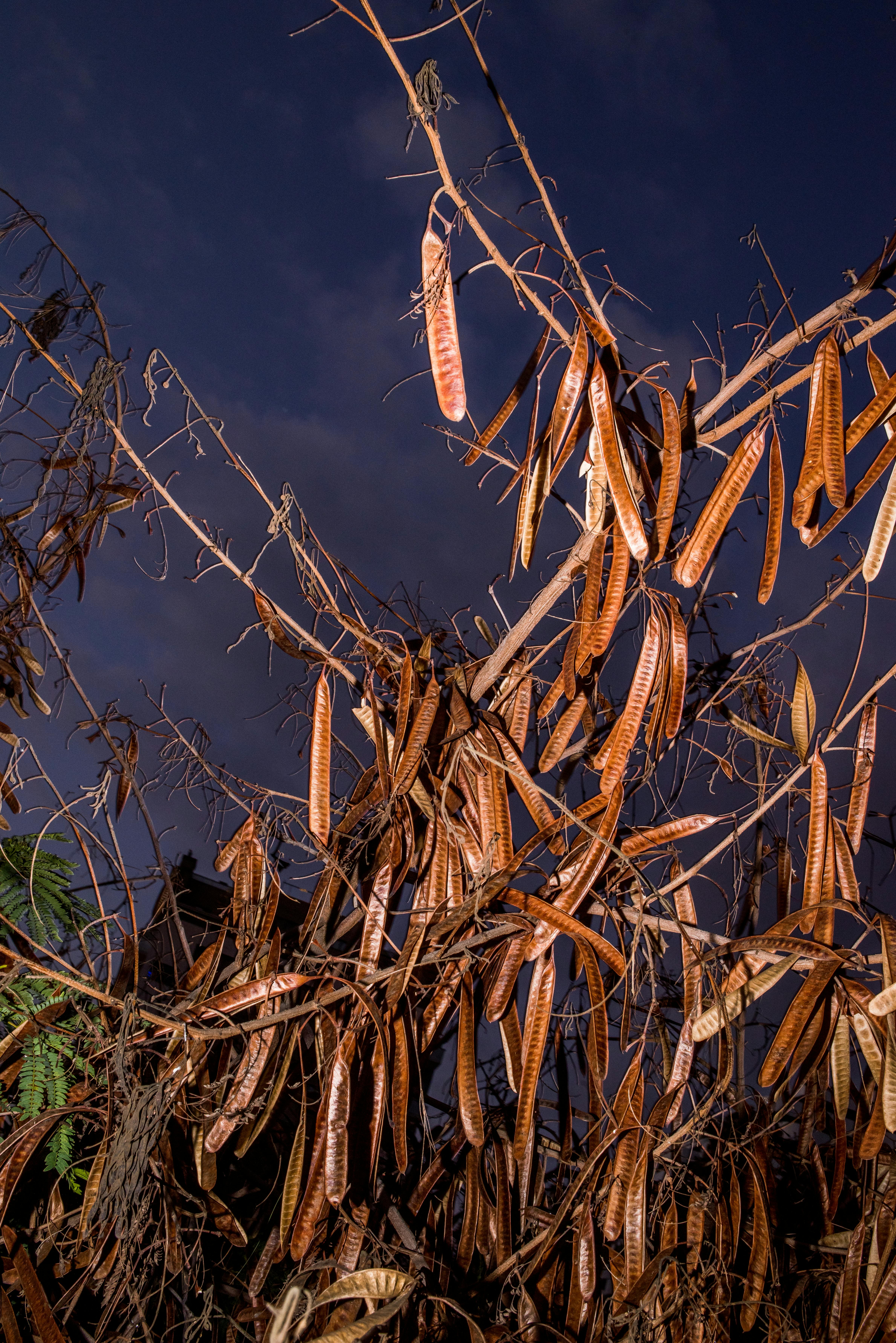 Dried Seed Pods on Trees at Night · Free Stock Photo