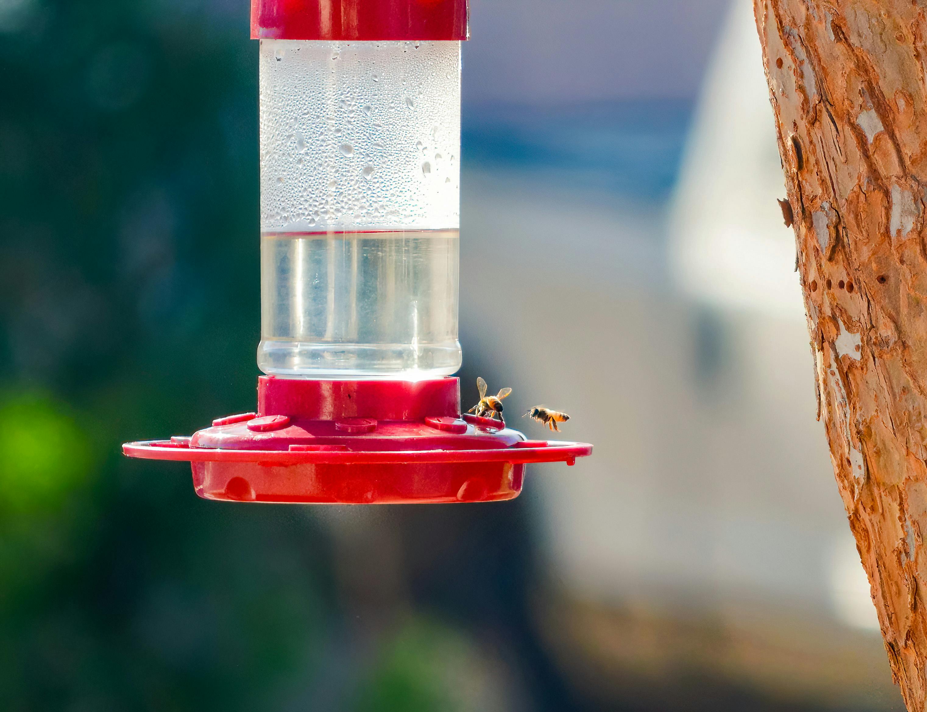 Bees Hovering at a Red Bird Feeder in San Tan Valley · Free Stock Photo