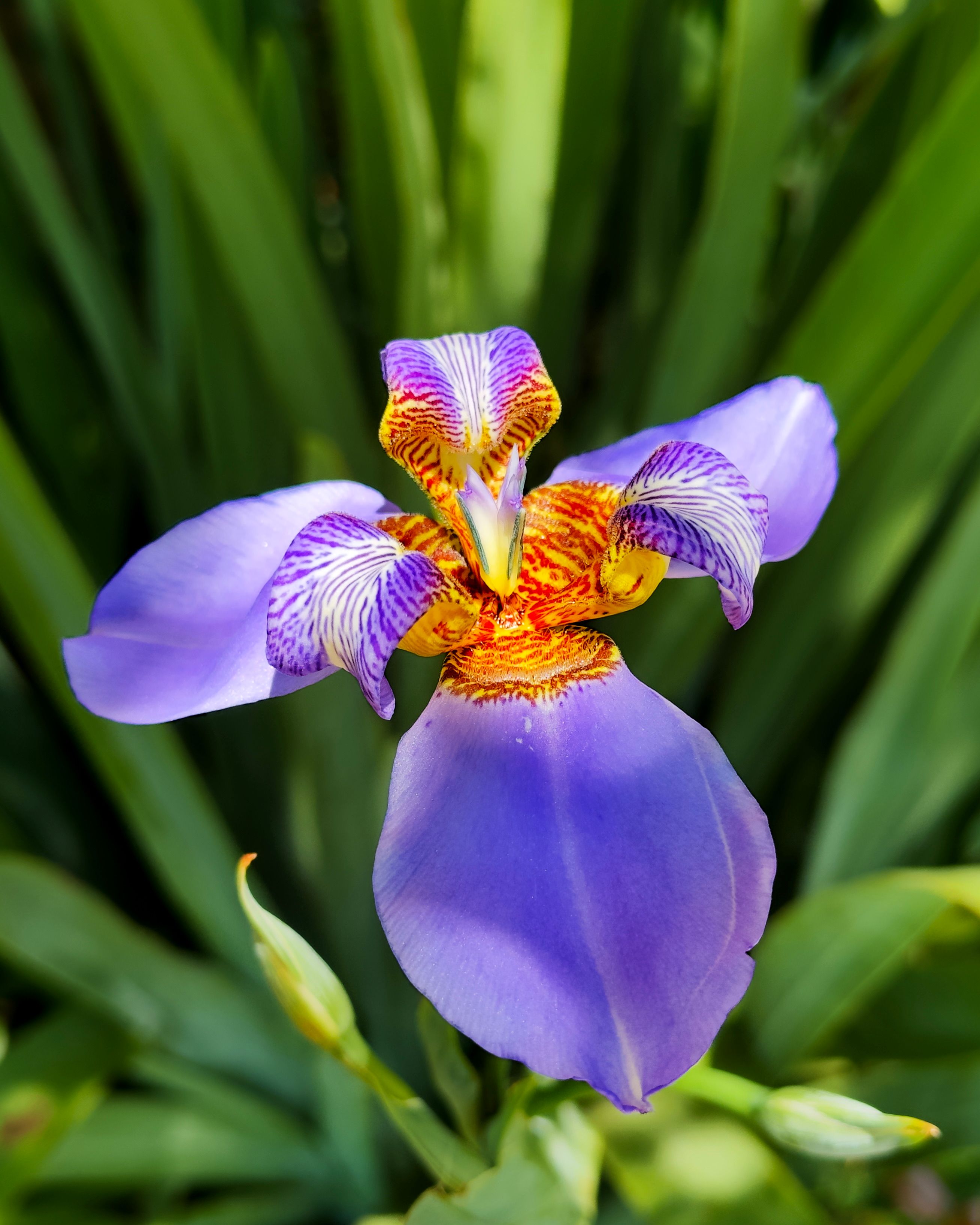 Roca Ornamental Photos, Download The BEST Free Roca Ornamental Stock ...