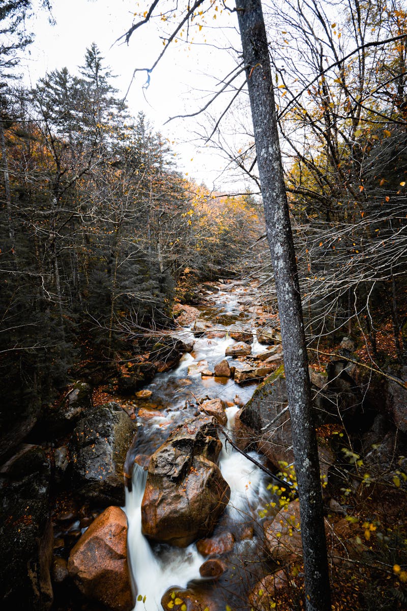 Autumn Path Photos, Download The BEST Free Autumn Path Stock Photos ...