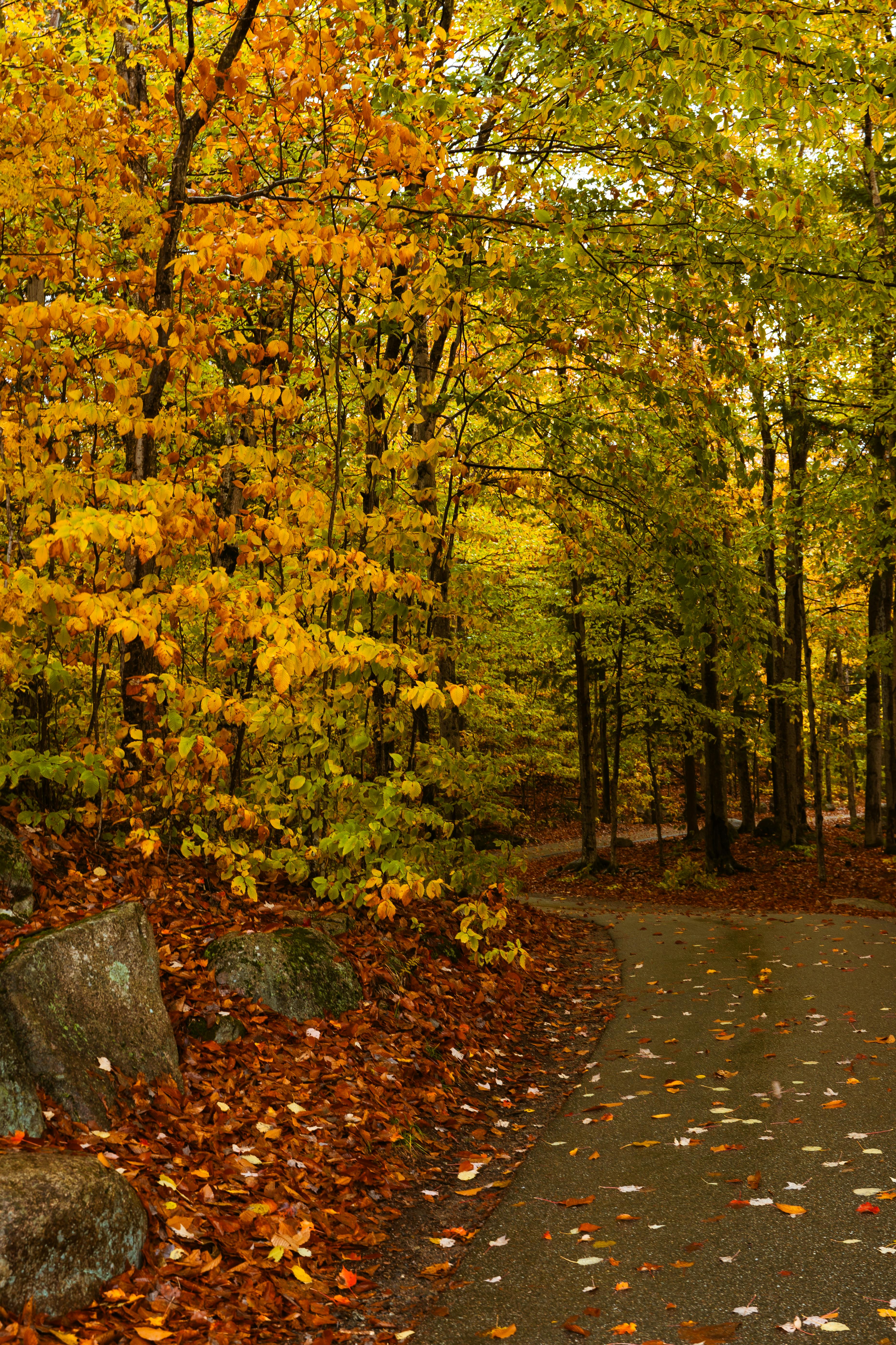 Autumn Pathway in New Hampshire Forest · Free Stock Photo