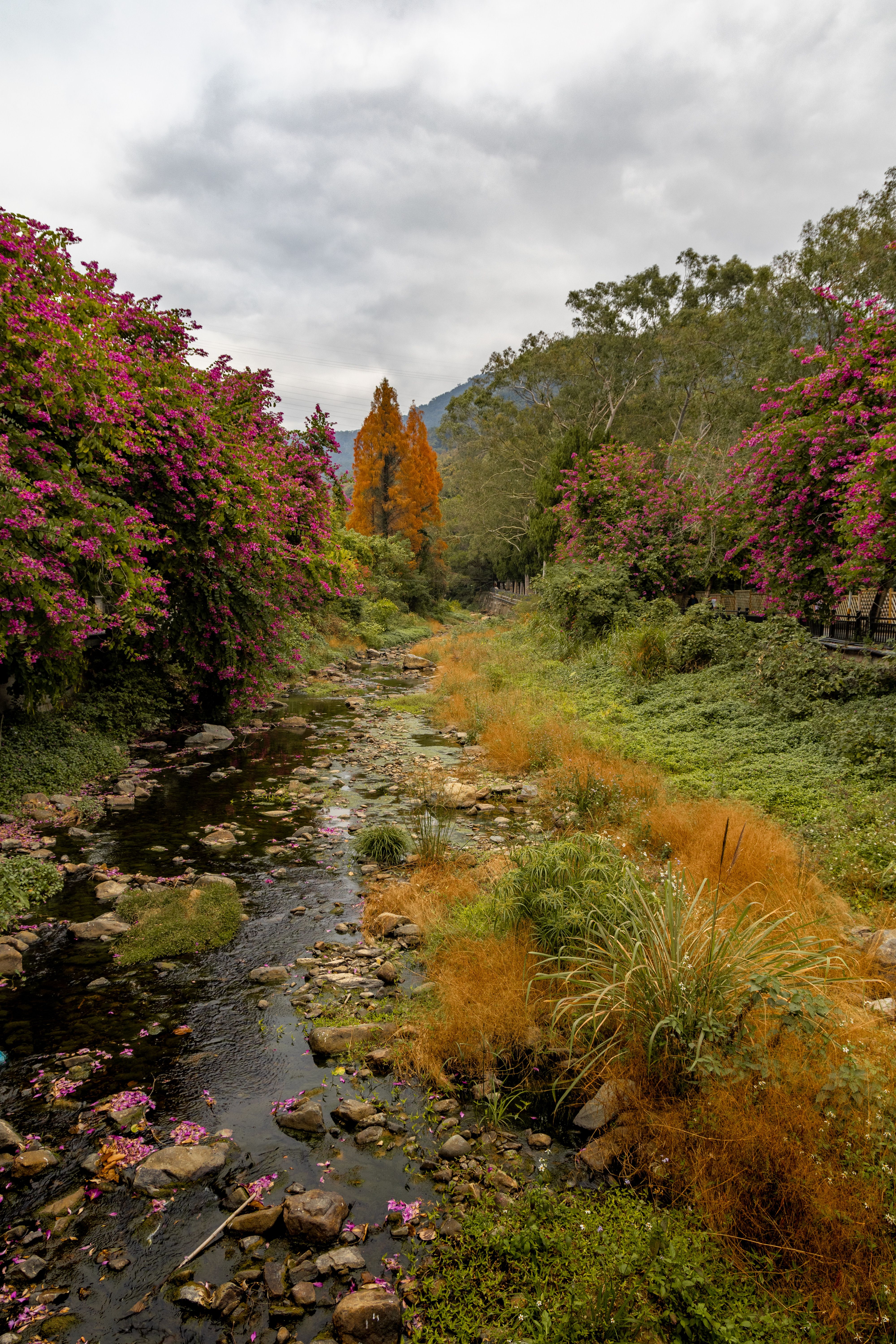 Scenic Autumn Stream in Chinese Countryside · Free Stock Photo
