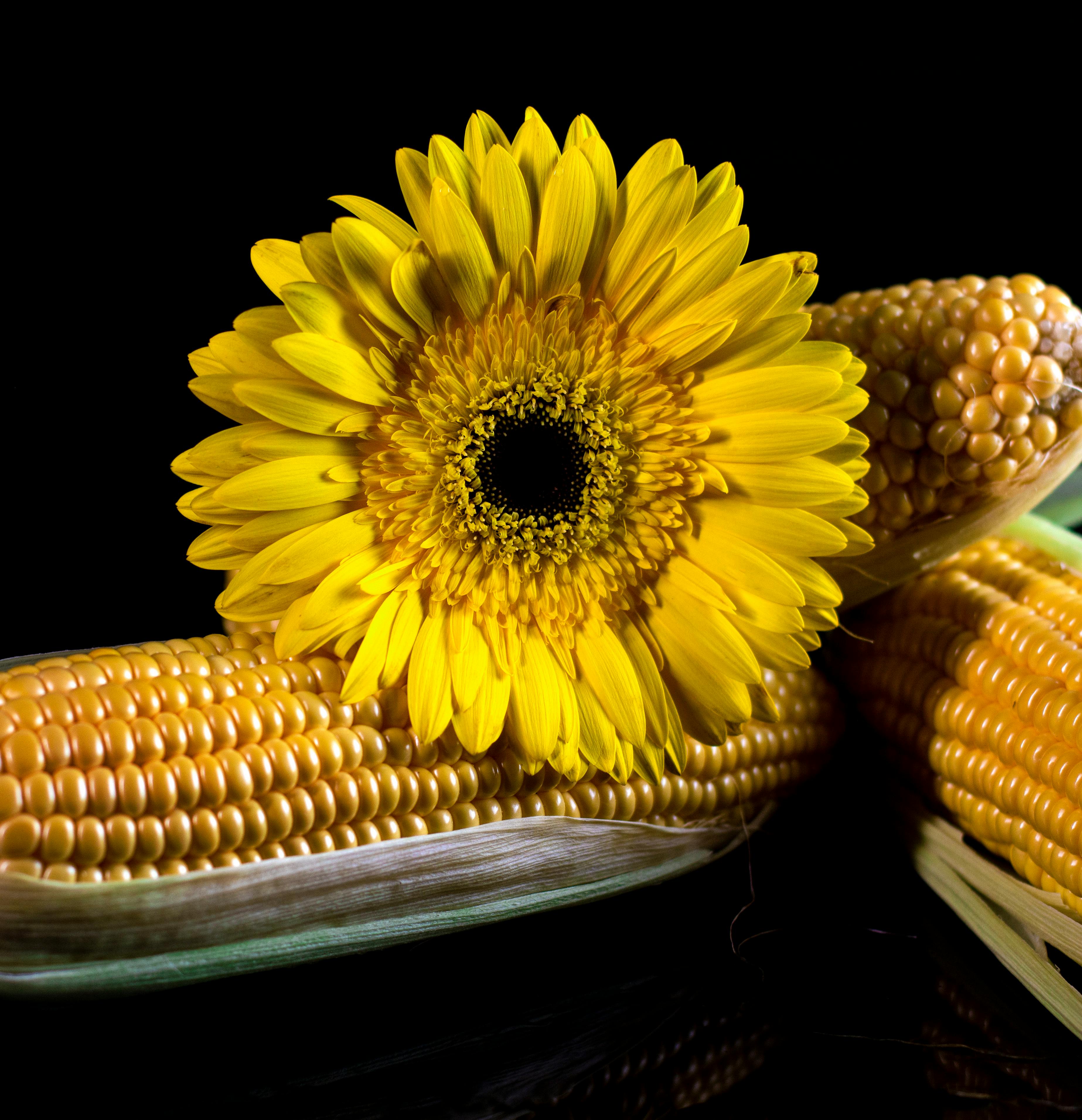 Bright Yellow Gerbera Daisy with Corn Cob · Free Stock Photo