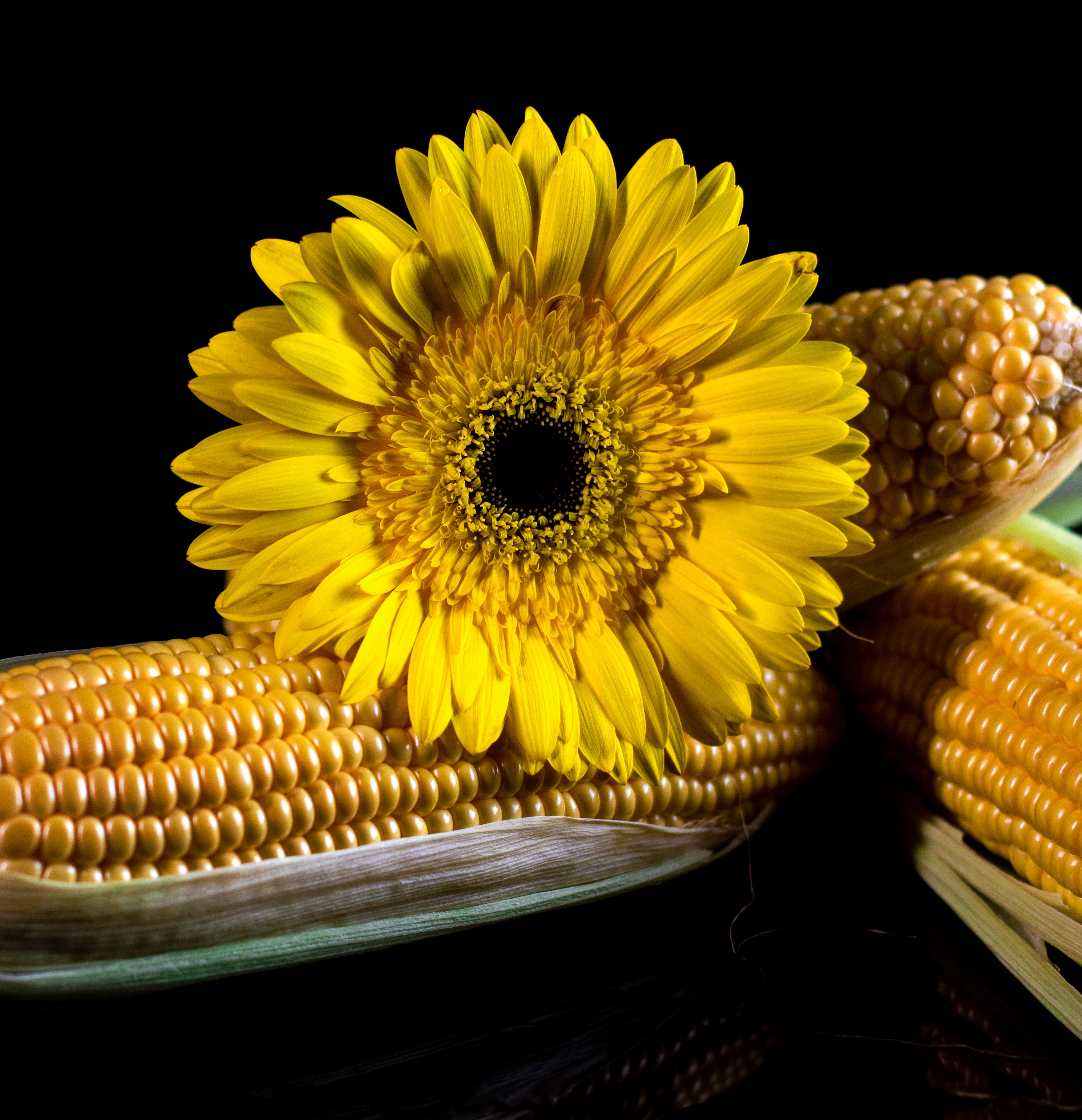 Bright Yellow Gerbera Daisy with Corn Cob · Free Stock Photo