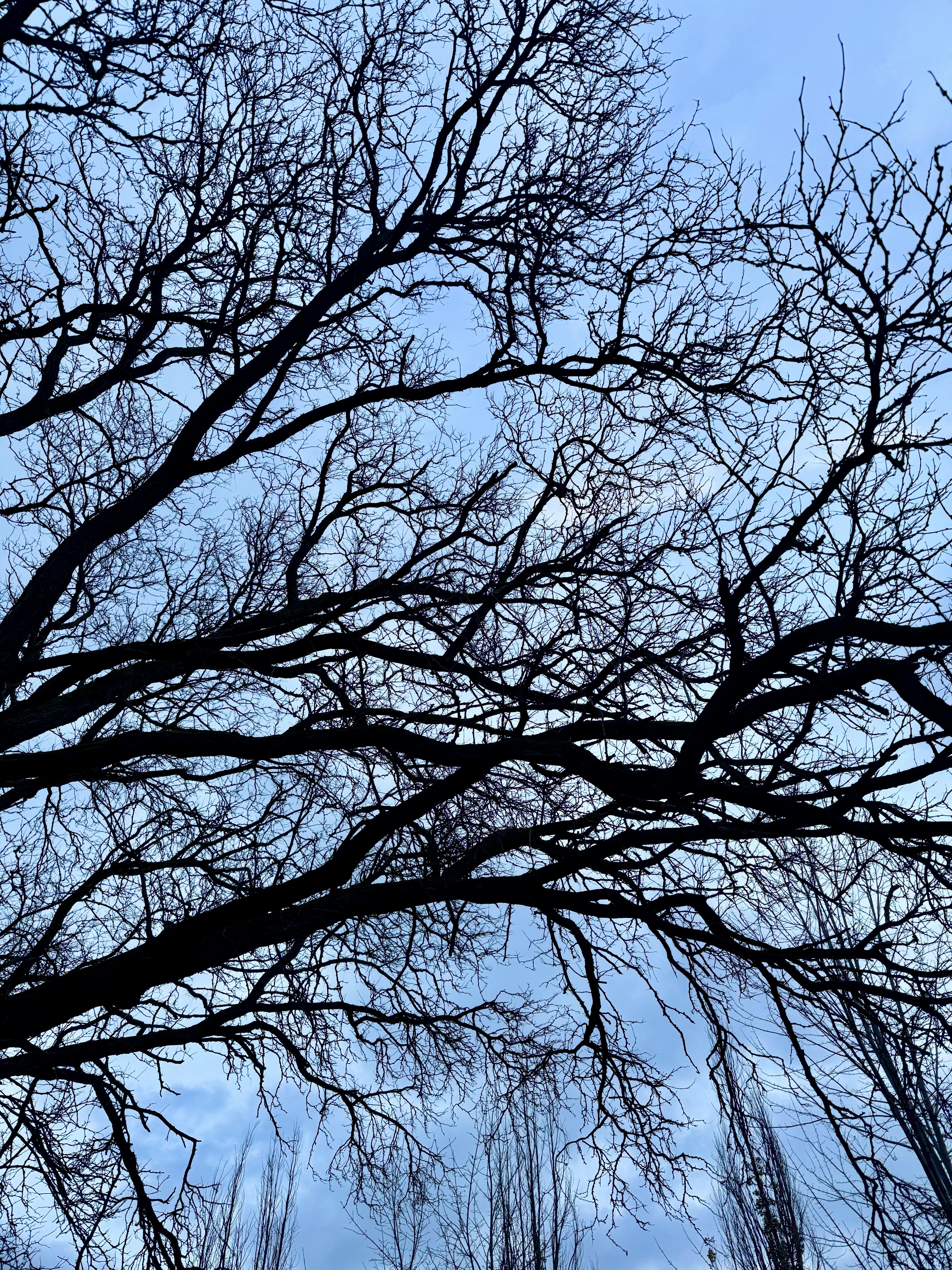 Blue Tree Background Photos, Download The BEST Free Blue Tree ...