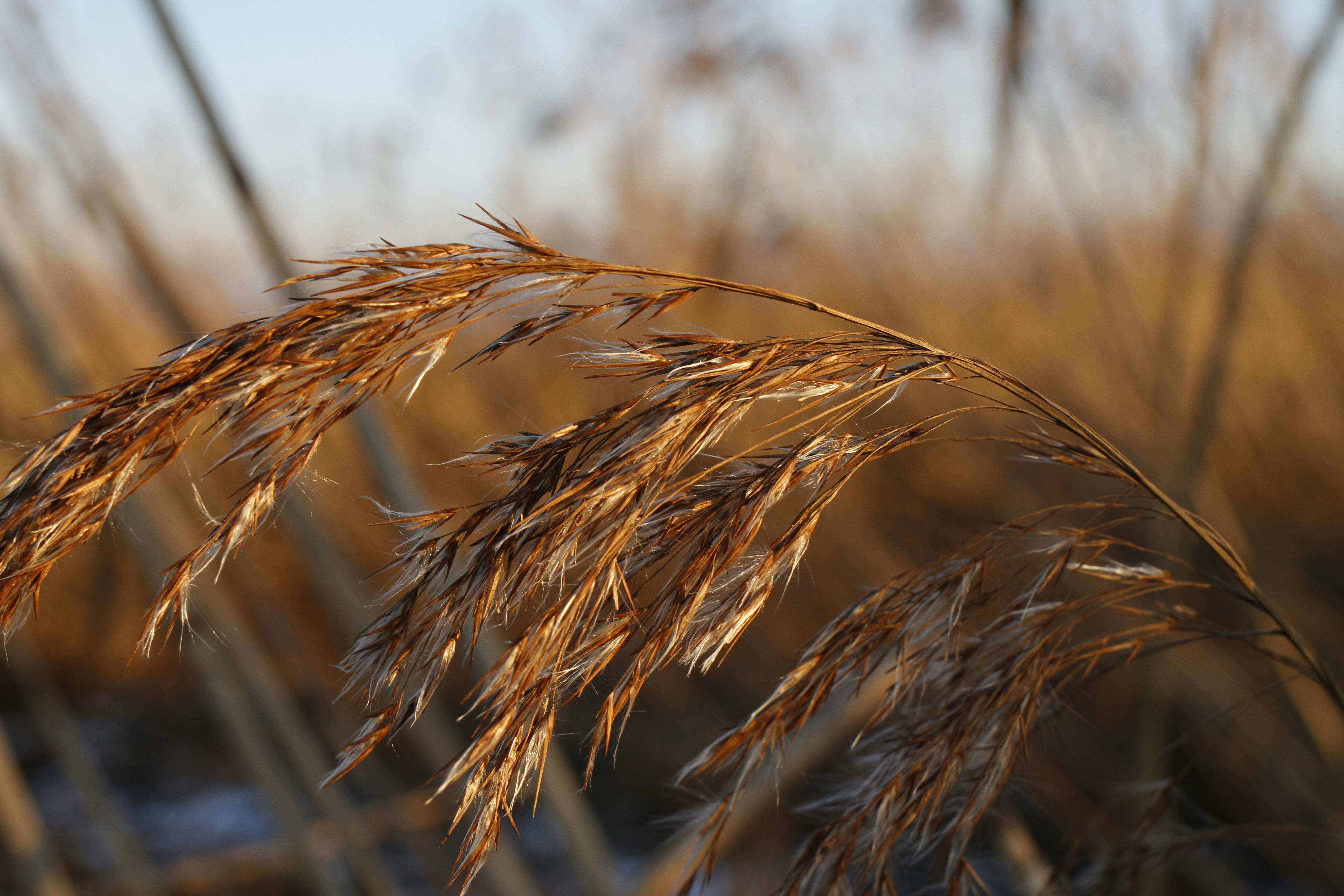 Wild Plants Field Photos, Download The BEST Free Wild Plants Field ...