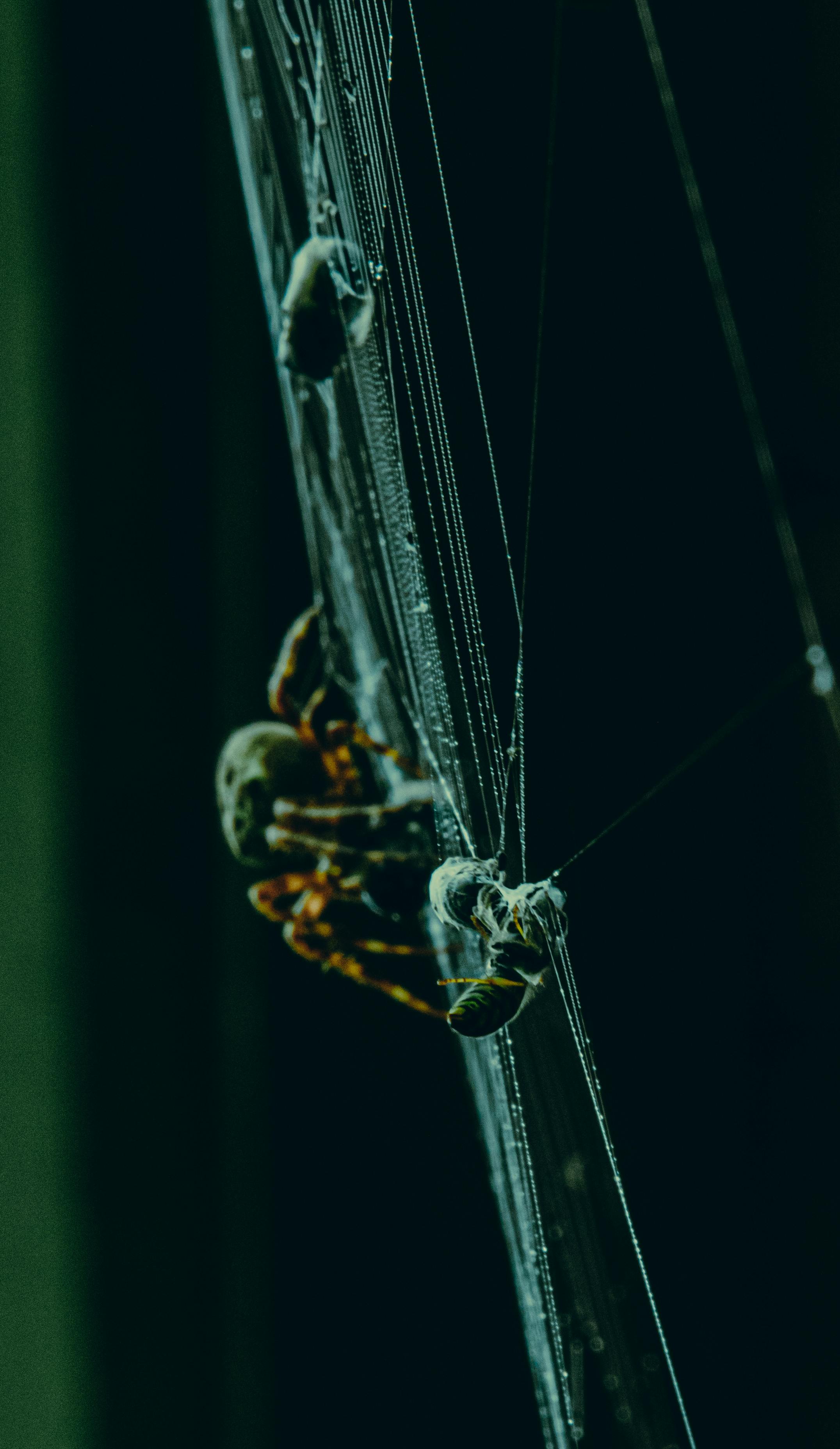 Imagini Web Photos, Download The BEST Free Imagini Web Stock Photos ...