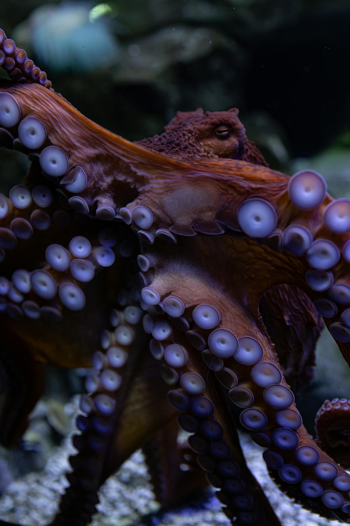 Octopus Deep Sea Photos, Download The BEST Free Octopus Deep Sea Stock ...