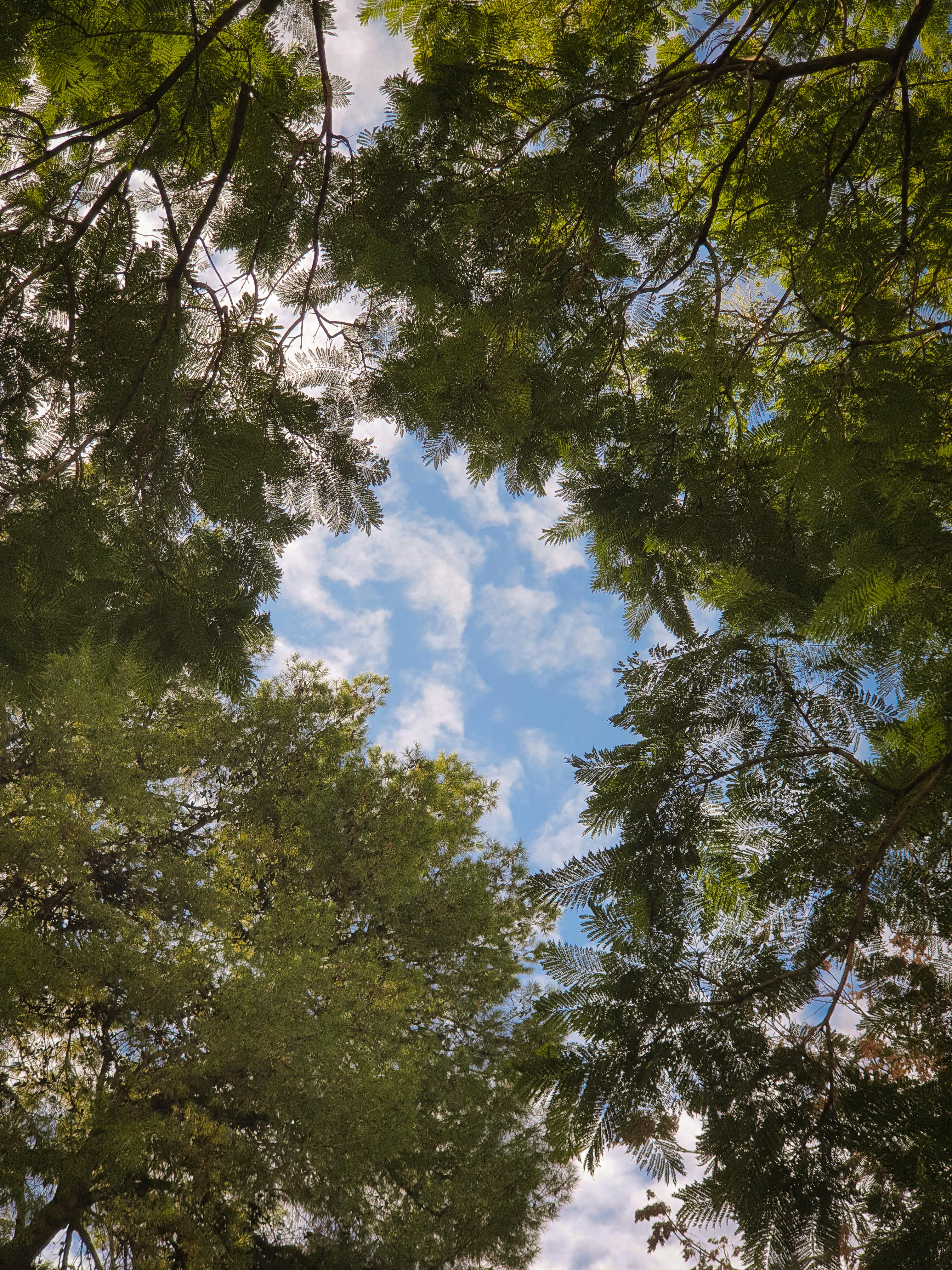 Scenic View of Sky Through Tree Canopy · Free Stock Photo