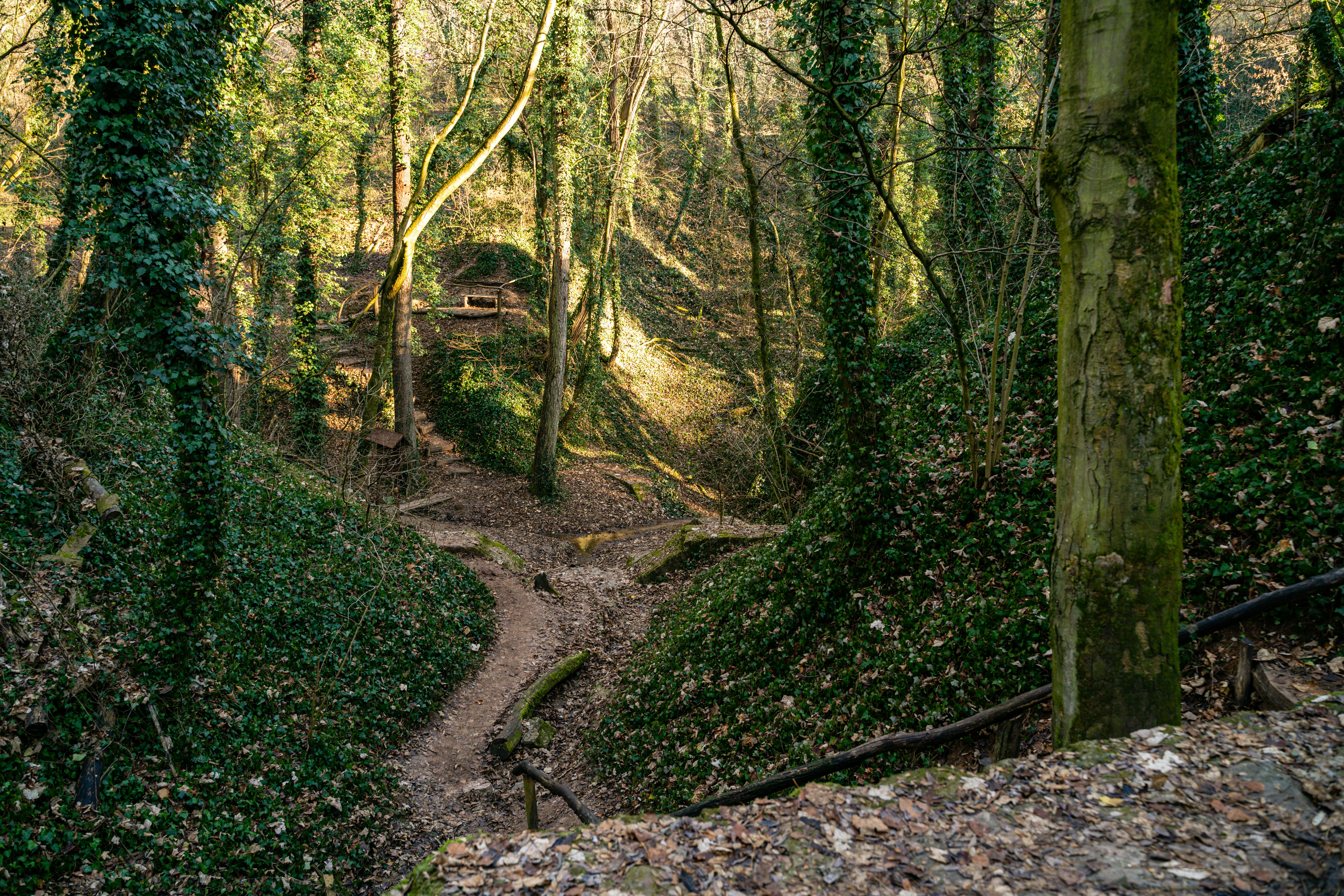 Ivy Doctor Photos, Download The BEST Free Ivy Doctor Stock Photos & HD ...