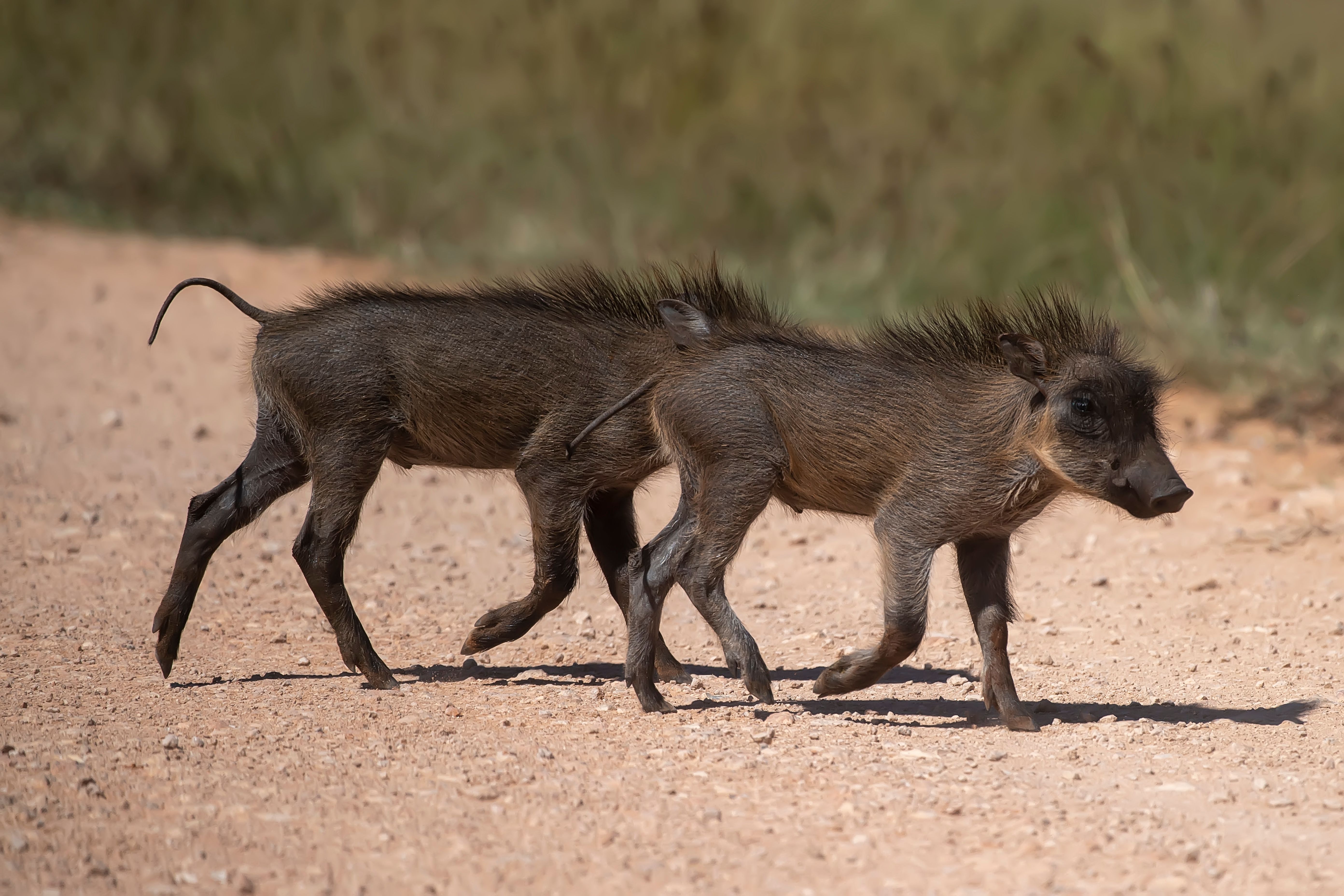 Two Young Warthogs Walking on a Dirt Path · Free Stock Photo