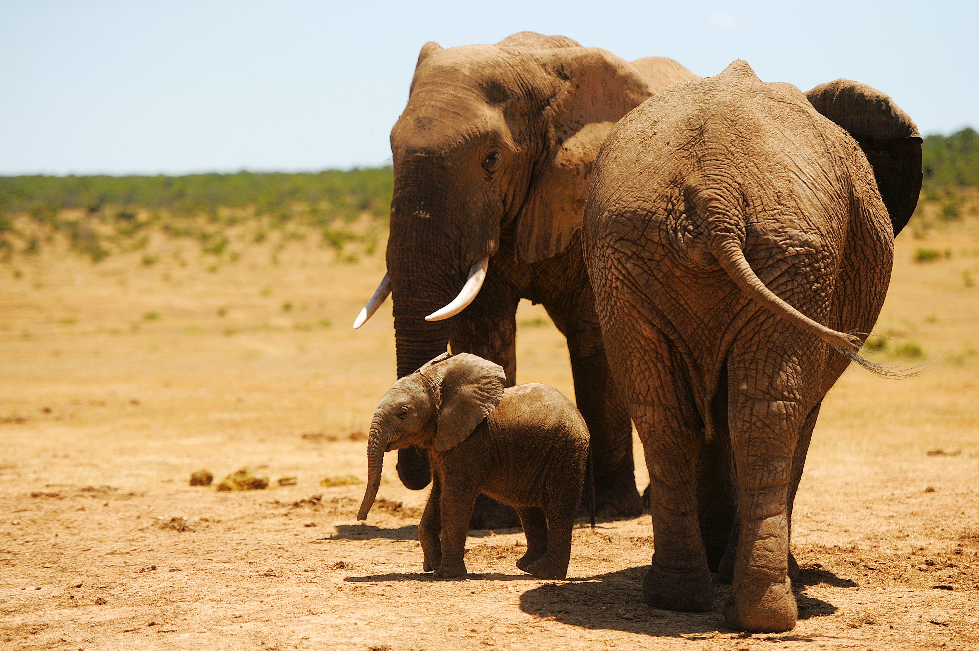 African Elephants Walking on Savannah Plains · Free Stock Photo