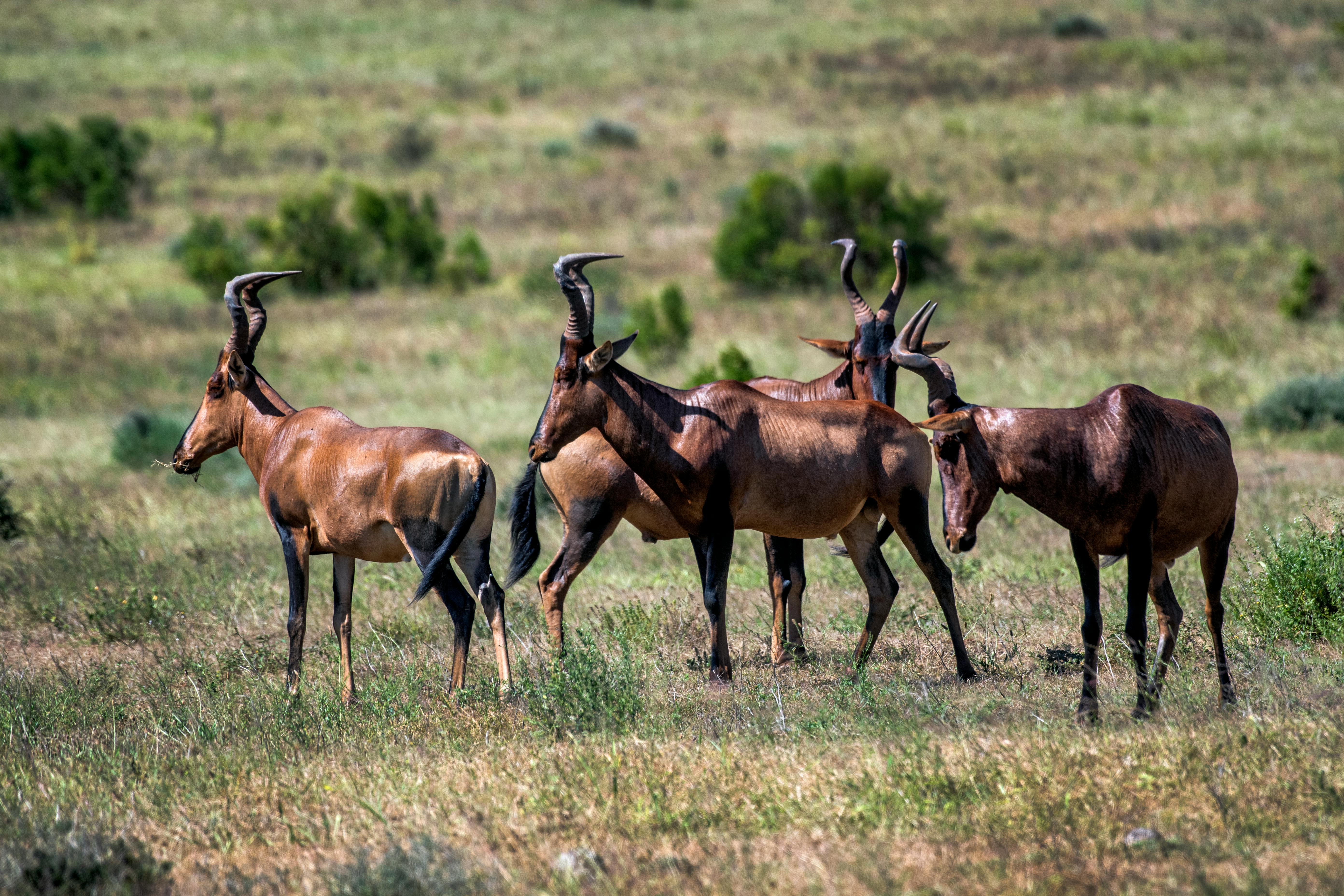 Grupo De Antílopes Africanos En Su Hábitat Natural · Foto de stock gratuita