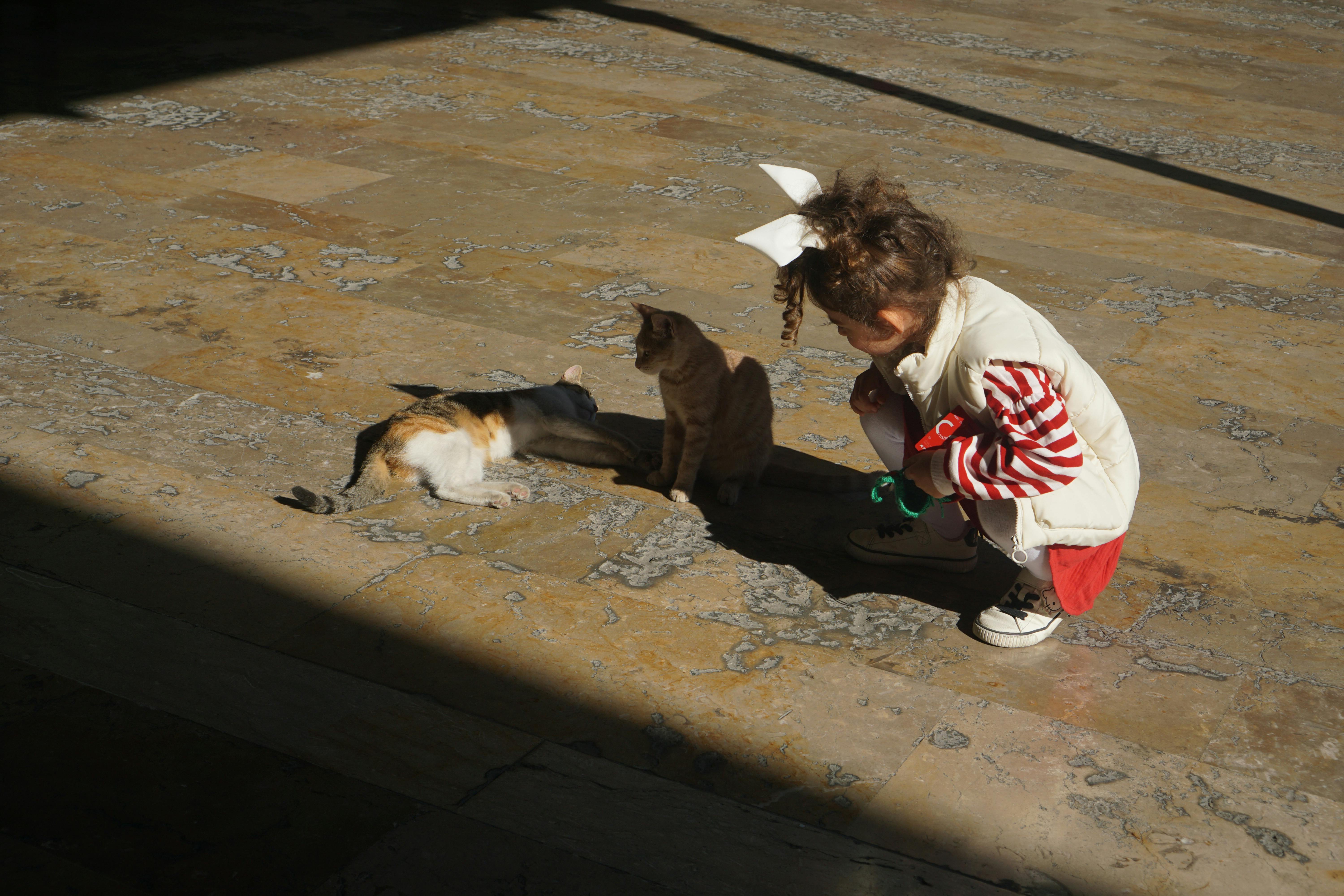 Playful Playful Cats Photos, Download The BEST Free Playful Playful ...