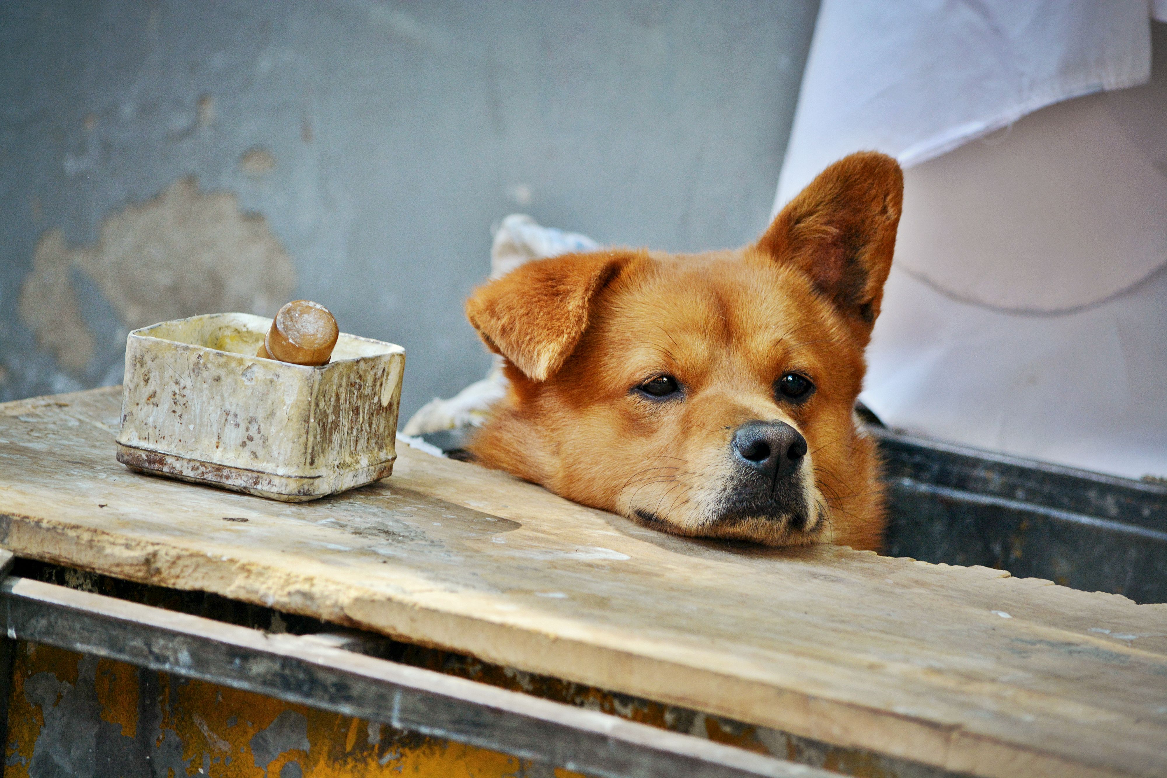 Chow Chow Dog Resting in Beijing's Urban Setting · Free Stock Photo