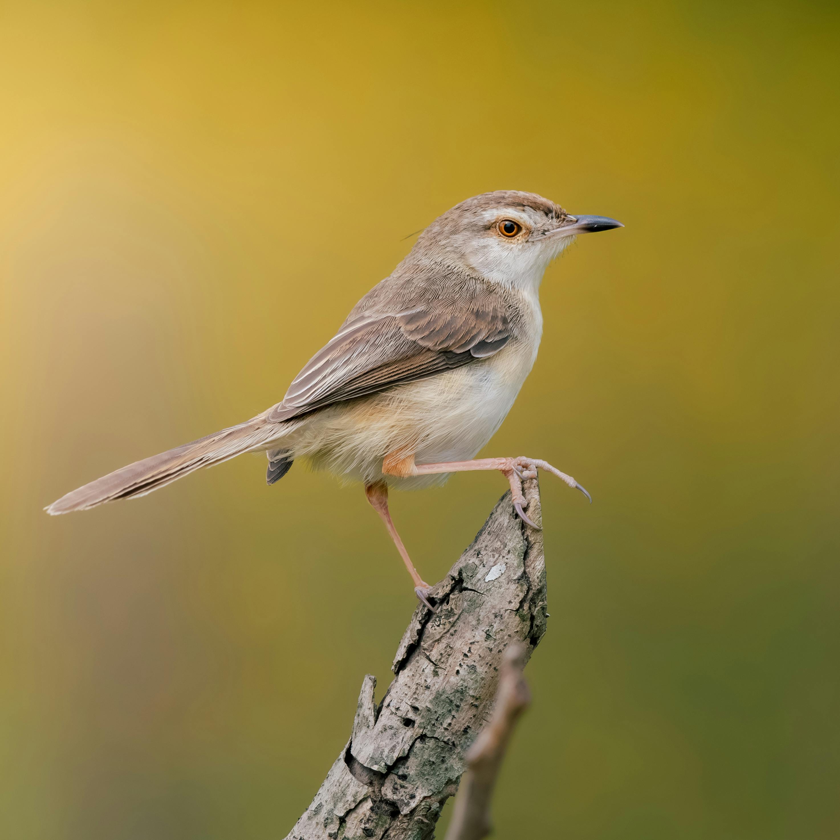 Plain Prinia Bird on a Perch in West Bengal · Free Stock Photo