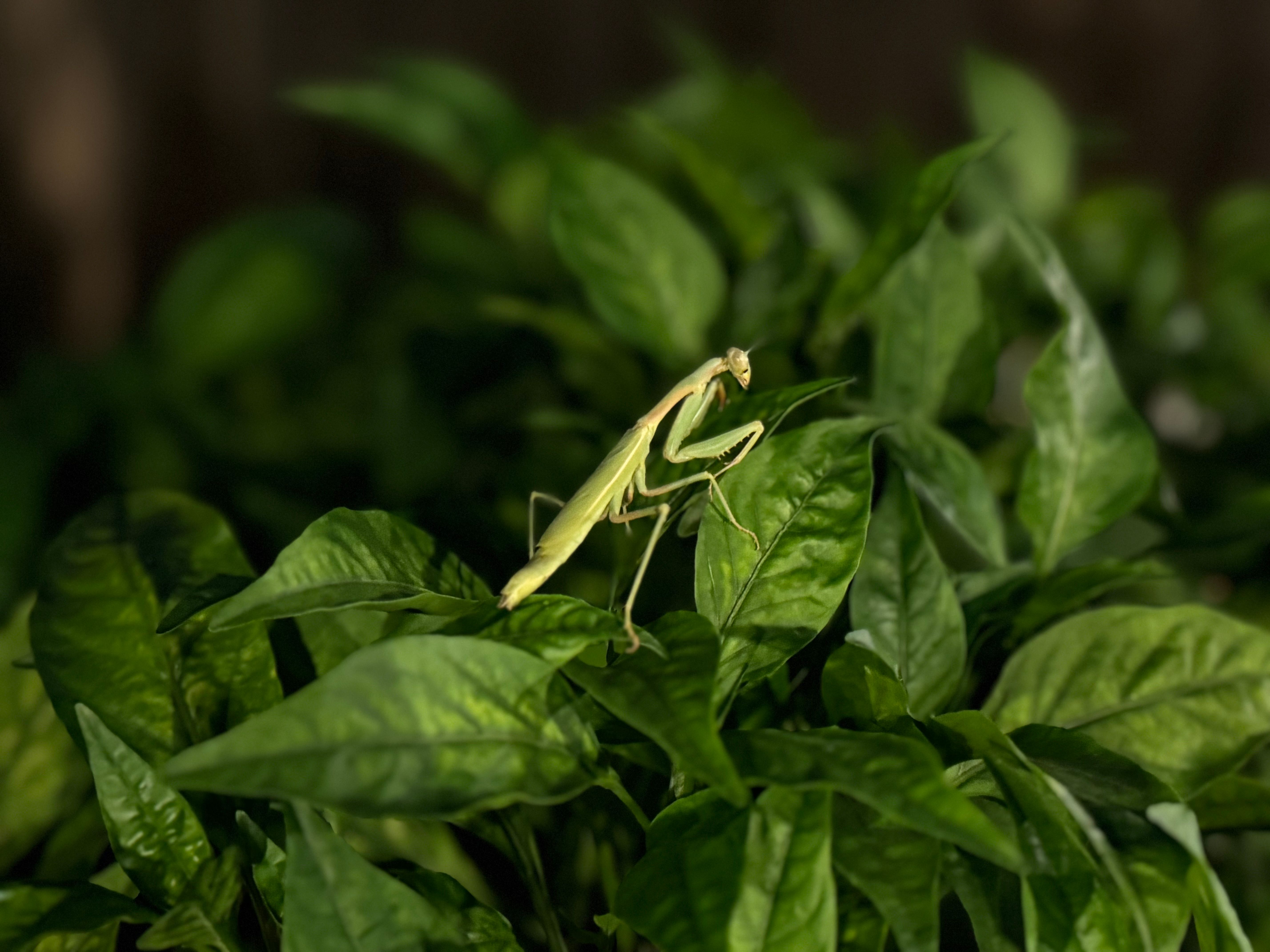 Green Praying Mantis on Lush Leaves · Free Stock Photo