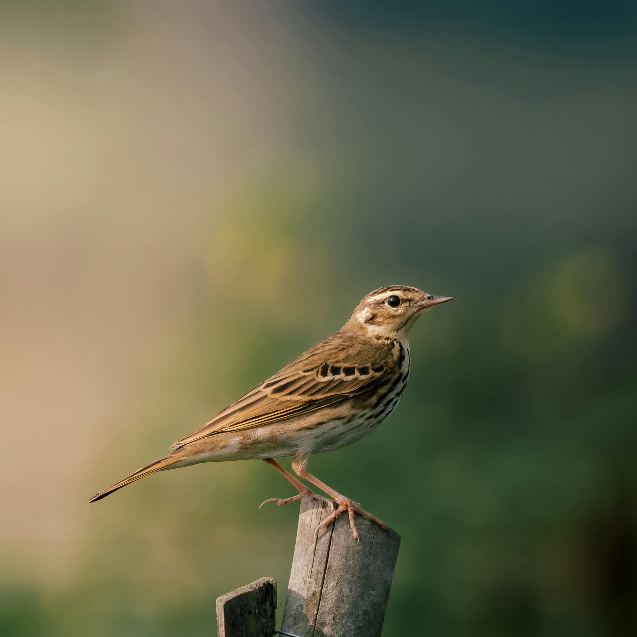 Indian Pipit Bird Perched in Purbasthali · Free Stock Photo