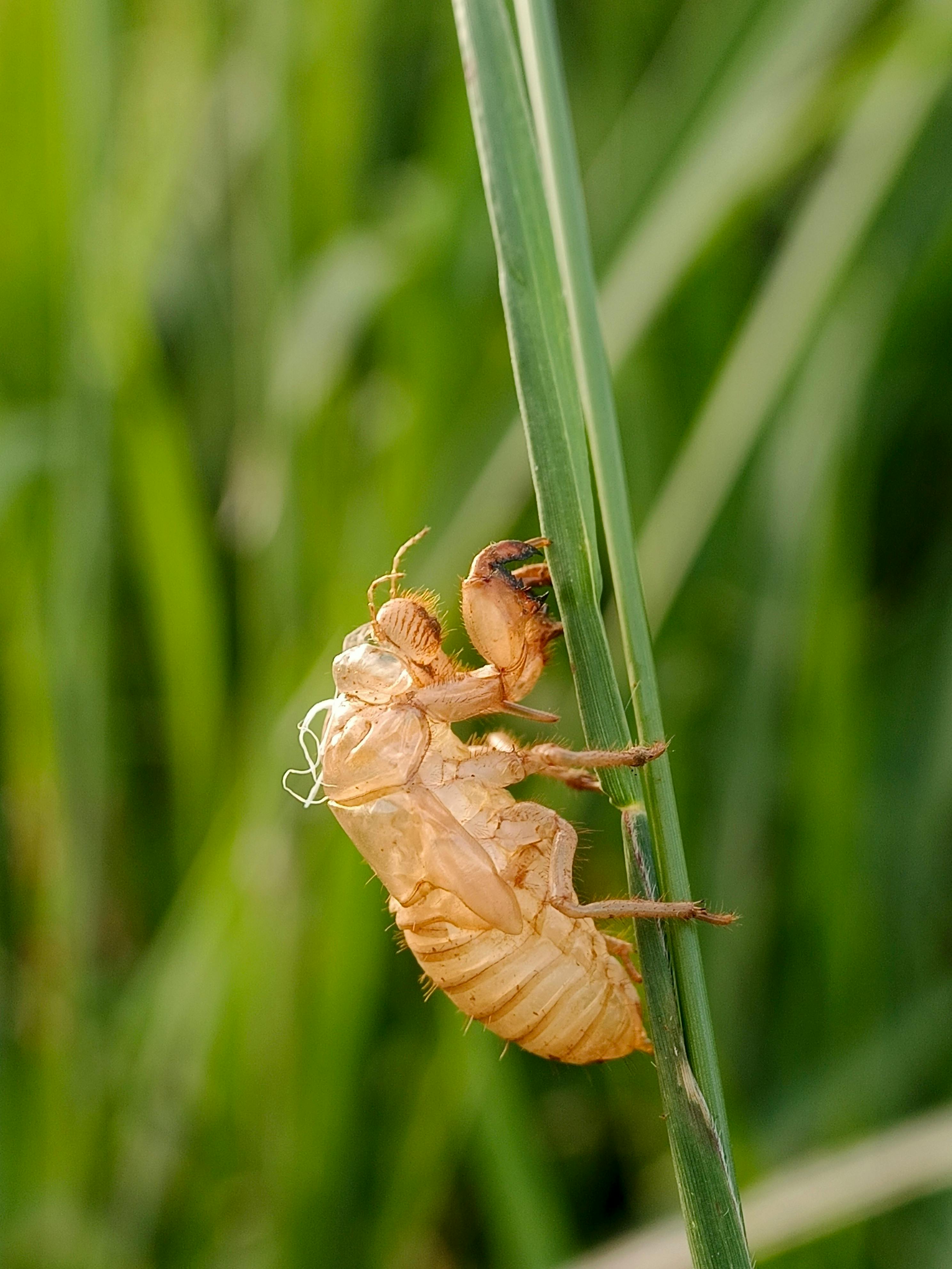 Cicada Exoskeleton on Grass Blade in Java · Free Stock Photo