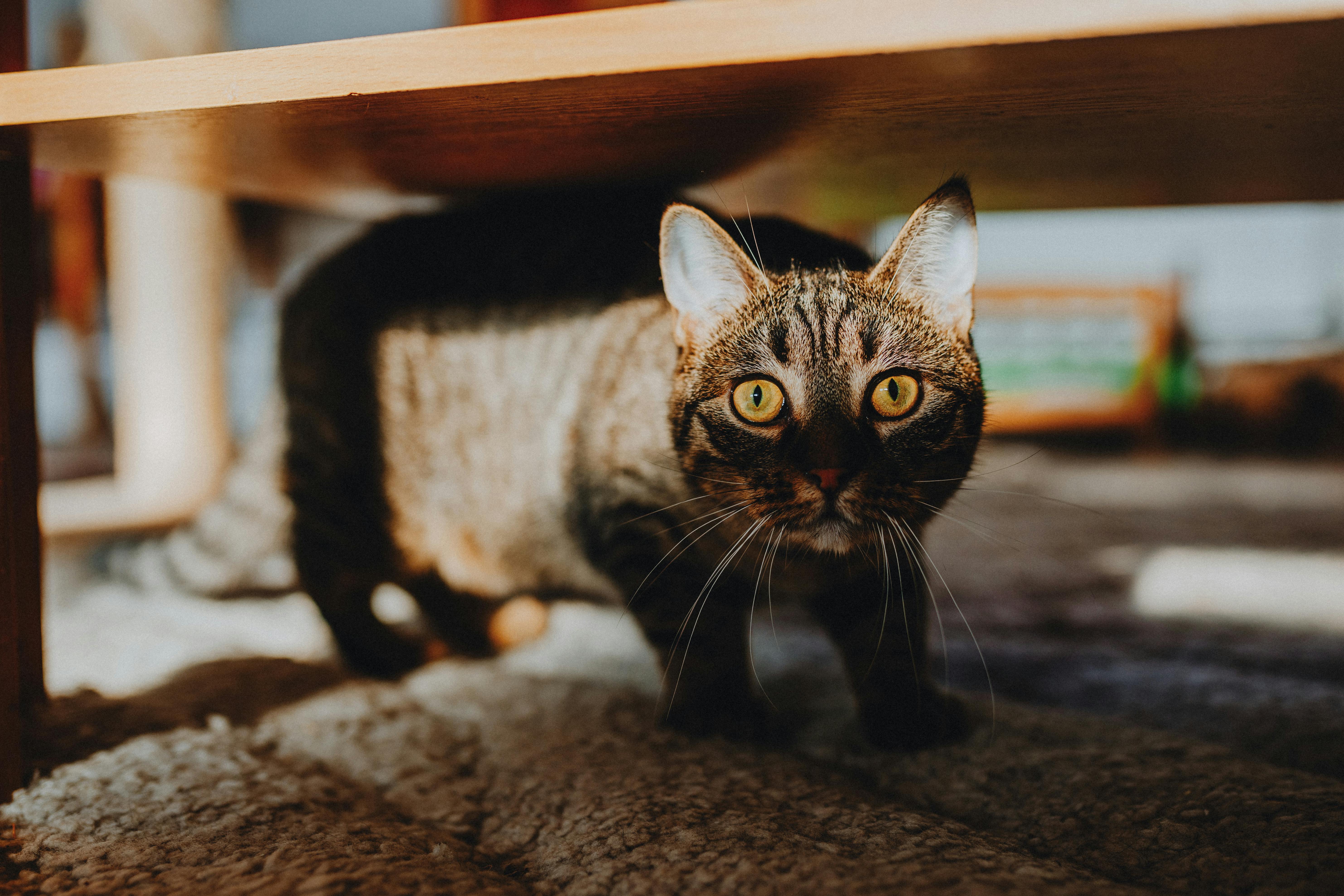 Cat Under House Photos, Download The BEST Free Cat Under House Stock ...