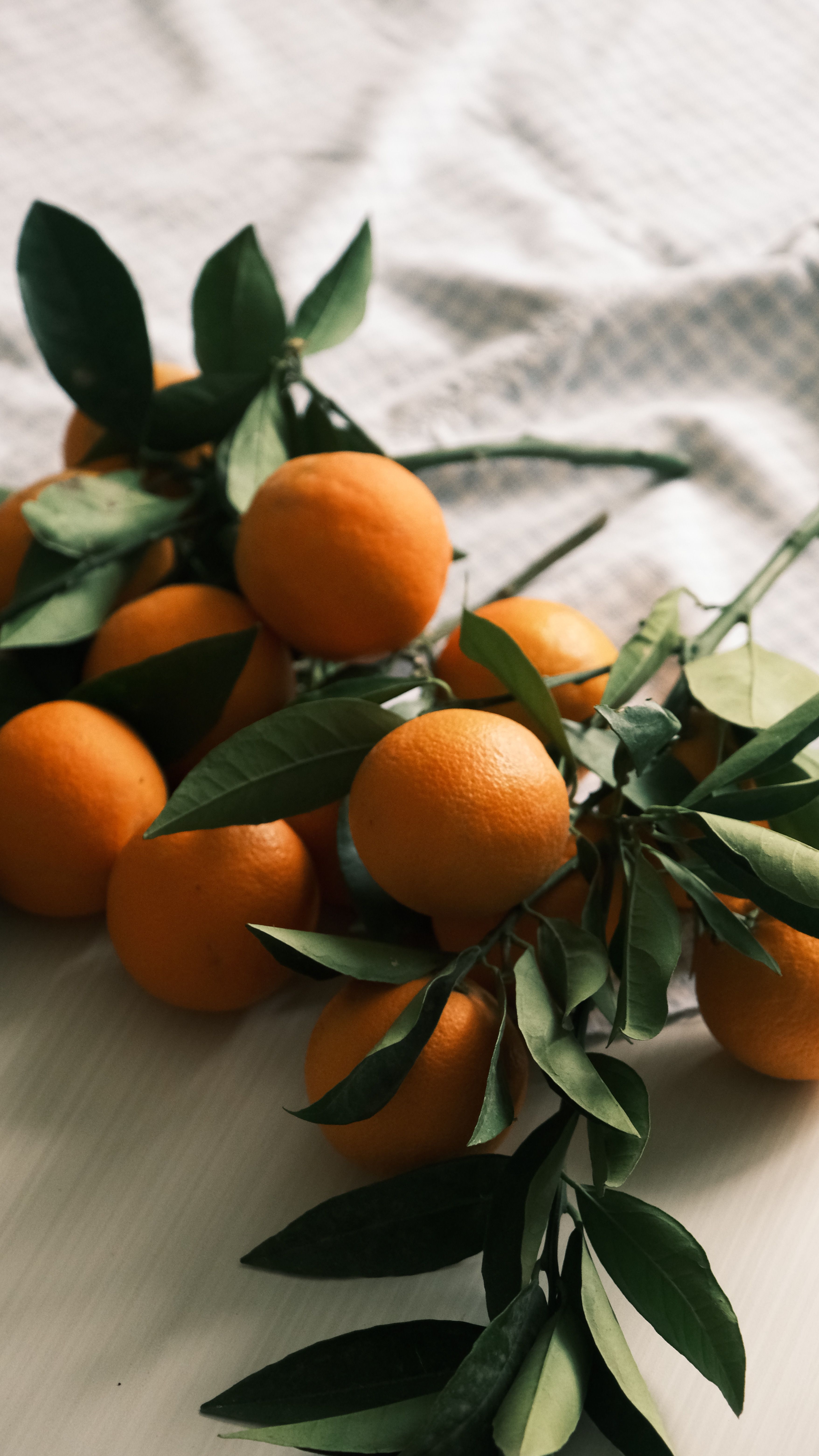 Fruit Tree Farm Photos, Download The BEST Free Fruit Tree Farm Stock ...