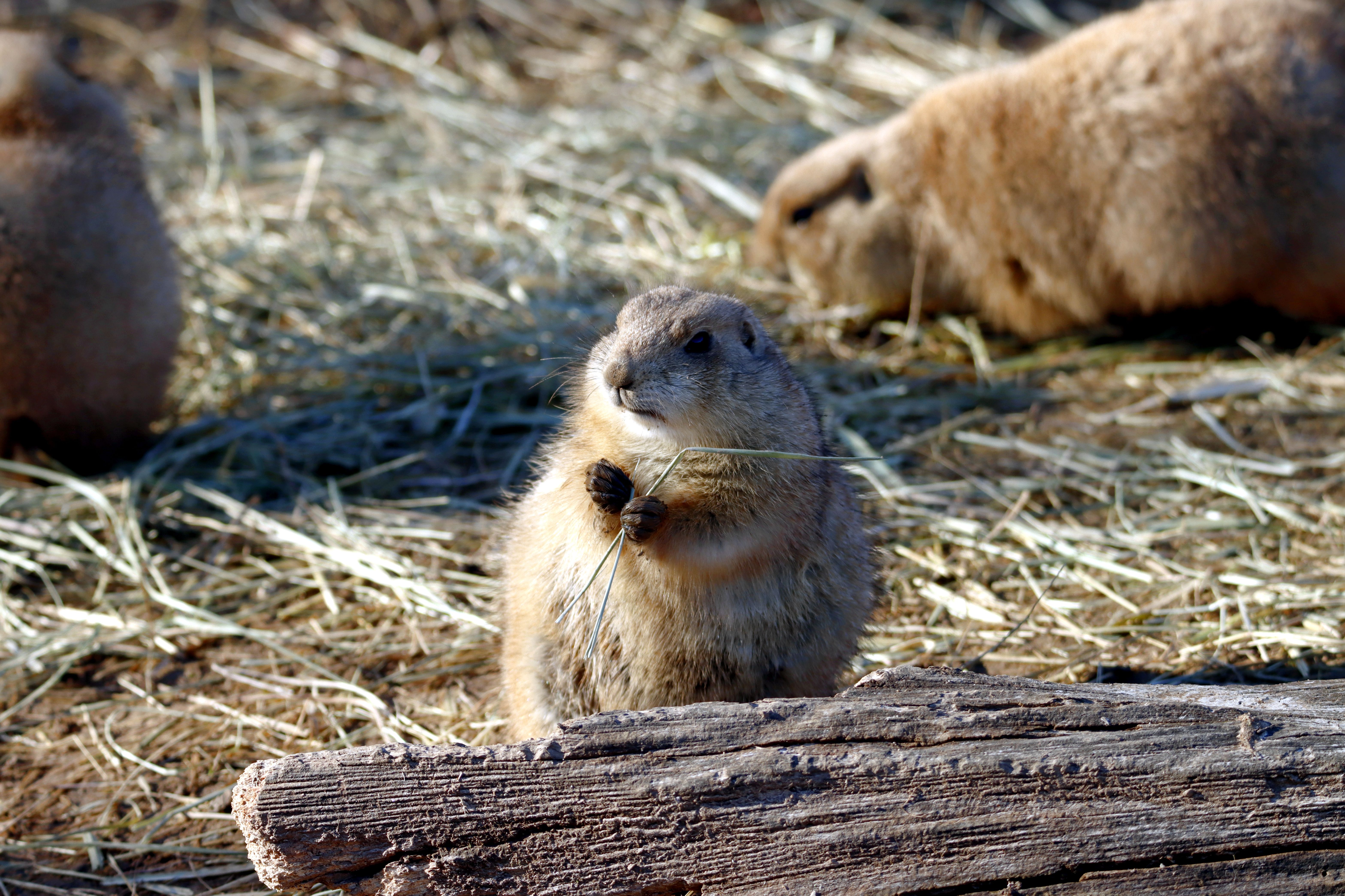 Prairie Dog in Natural Habitat Eating Grass · Free Stock Photo
