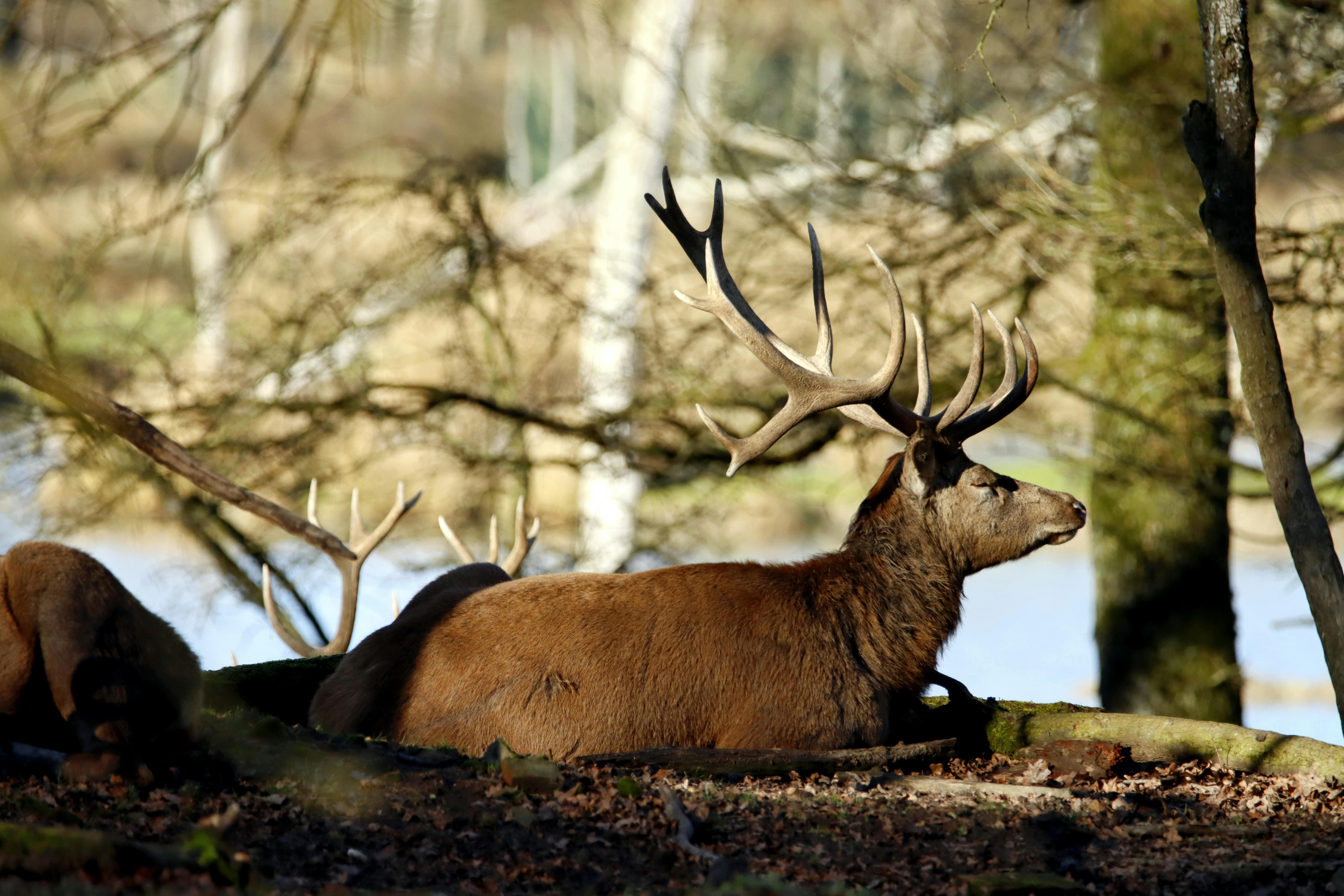 Majestic Red Deer Resting in Forest Clearing · Free Stock Photo