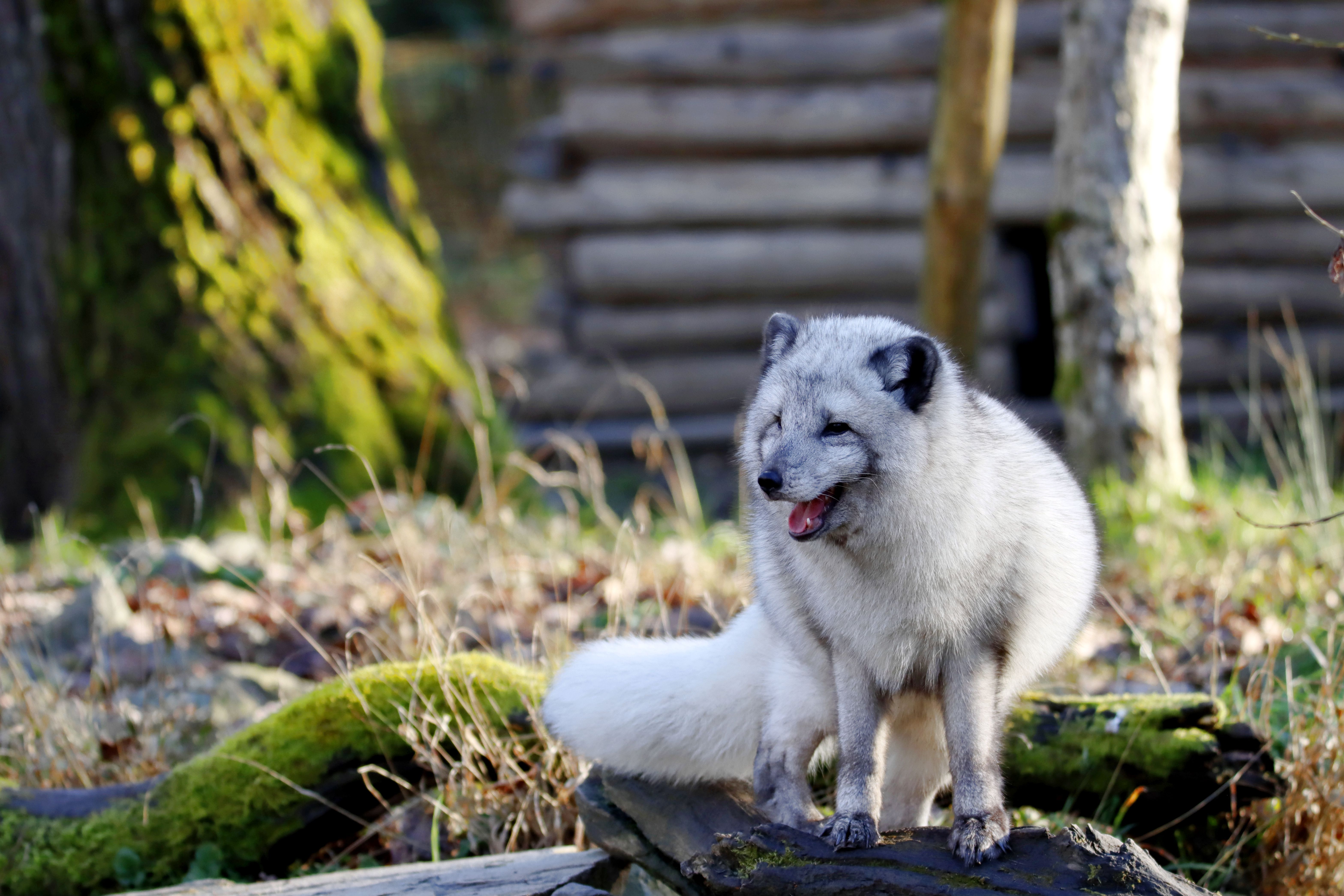 Adorable Arctic Fox in Sunlit Forest Setting · Free Stock Photo