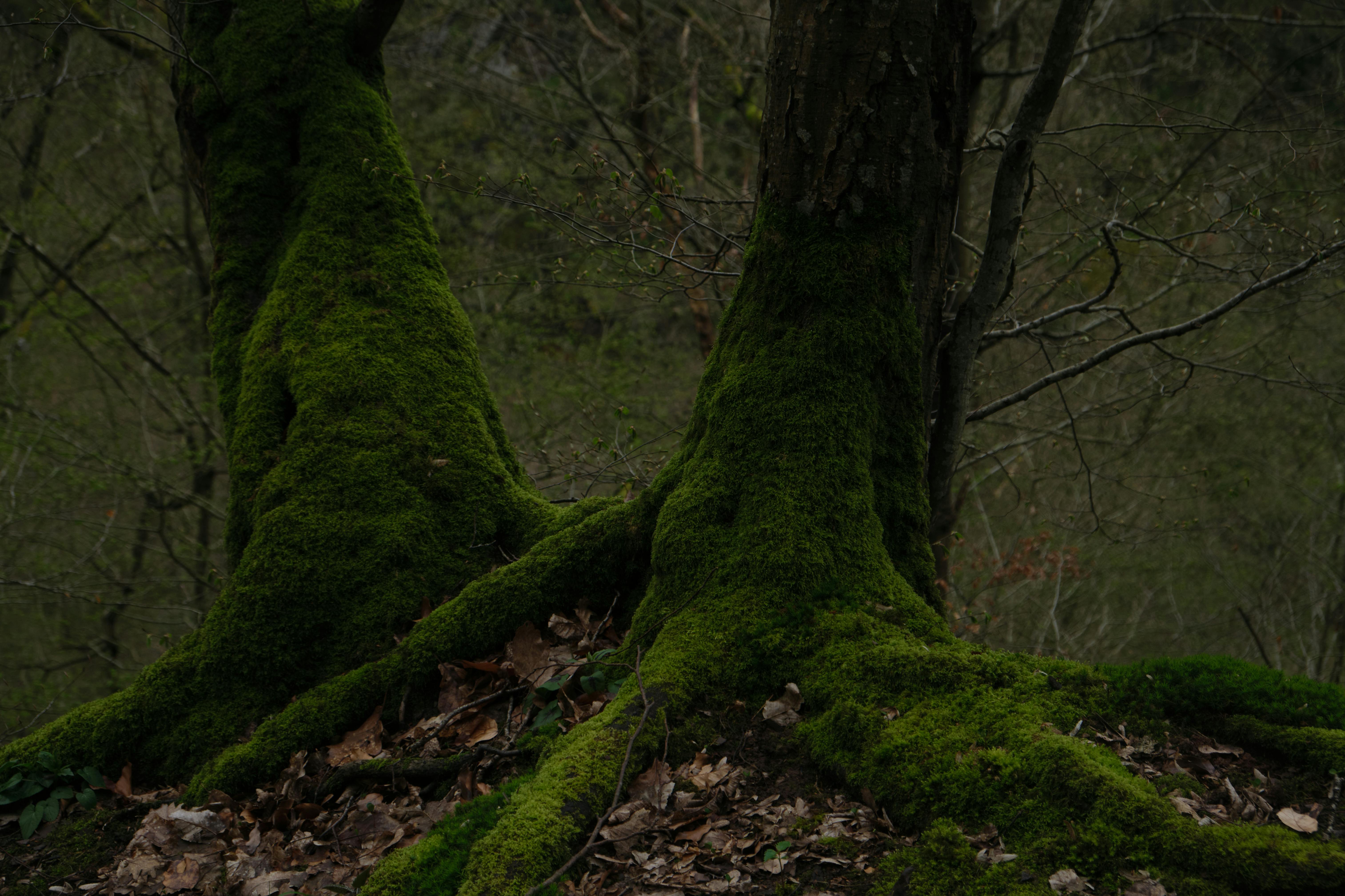 Moss-Covered Trees in a Serene Forest Setting · Free Stock Photo