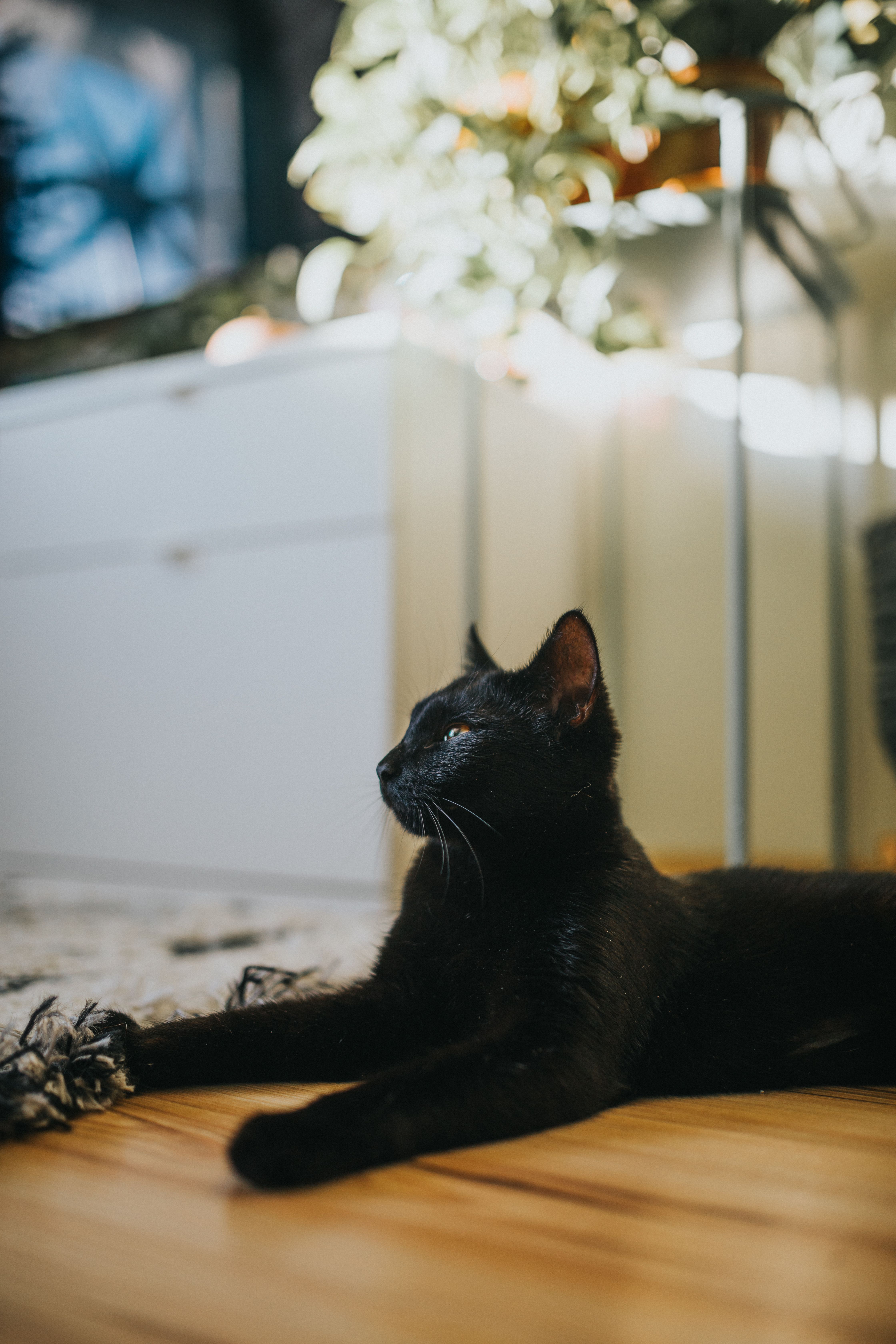 Relaxed Black Cat Lounging Indoors · Free Stock Photo
