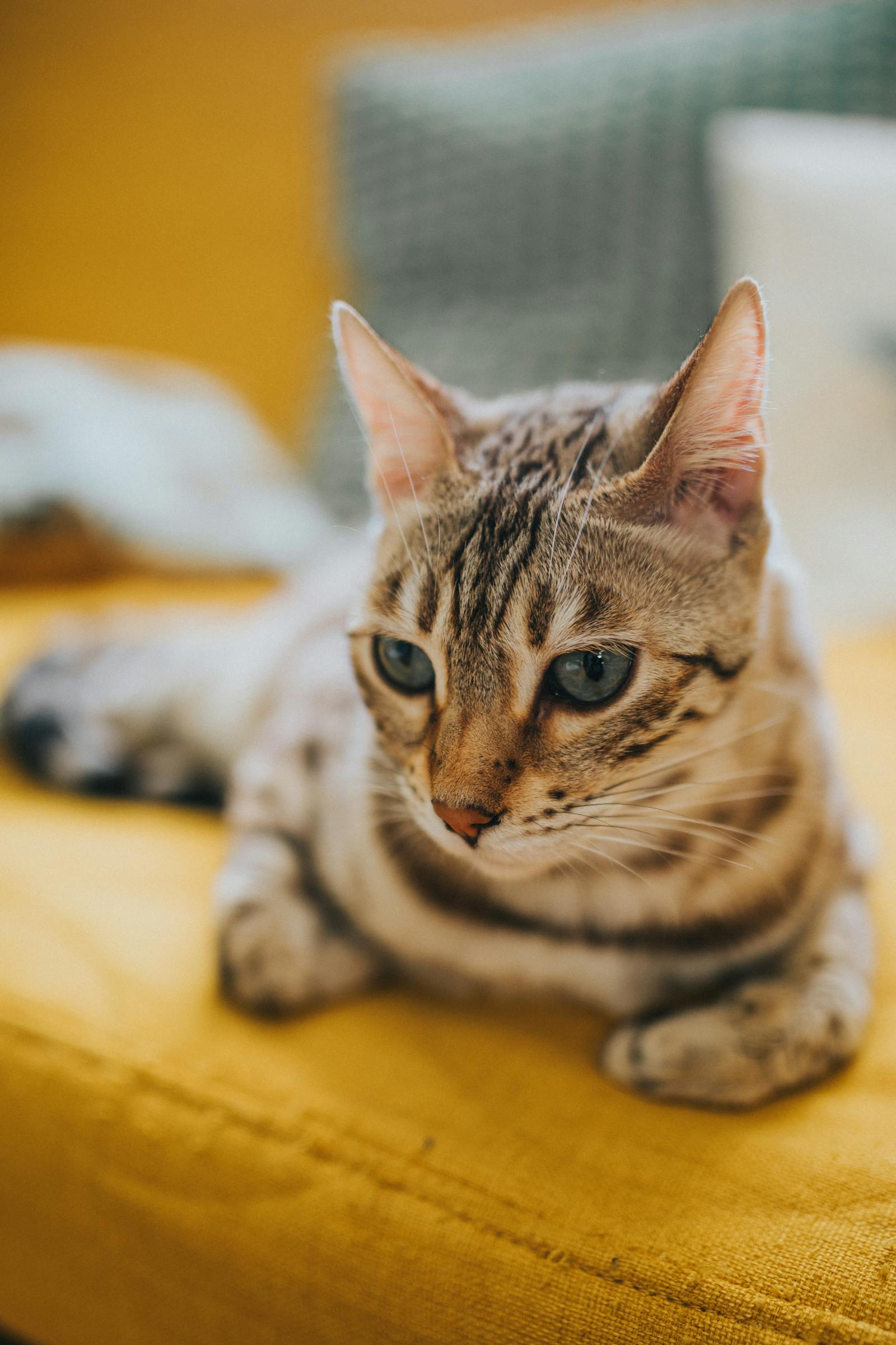 Happy Cat Photos, Download The BEST Free Happy Cat Stock Photos & HD Images