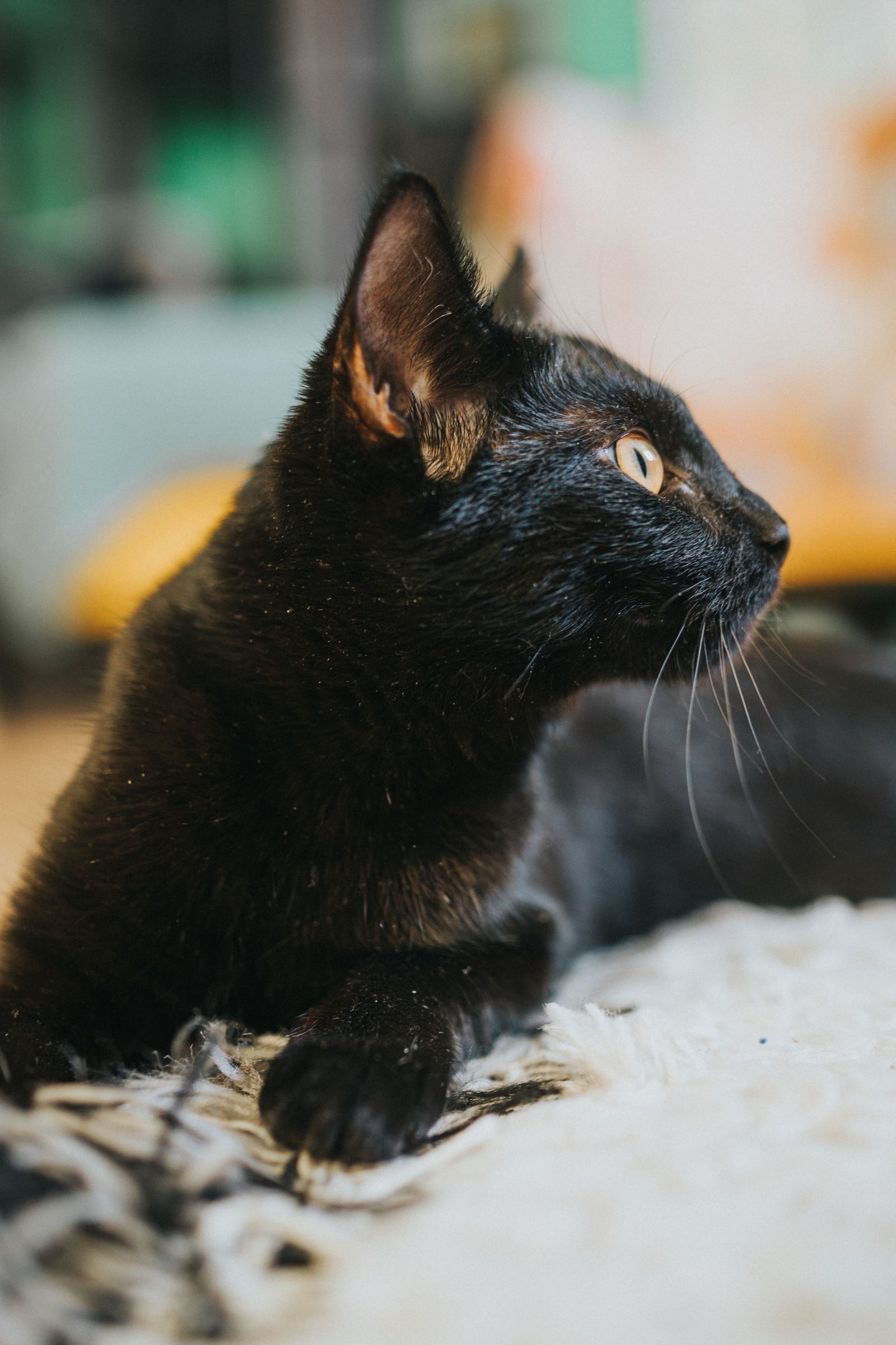 Cat Profile Photos, Download The BEST Free Cat Profile Stock Photos ...