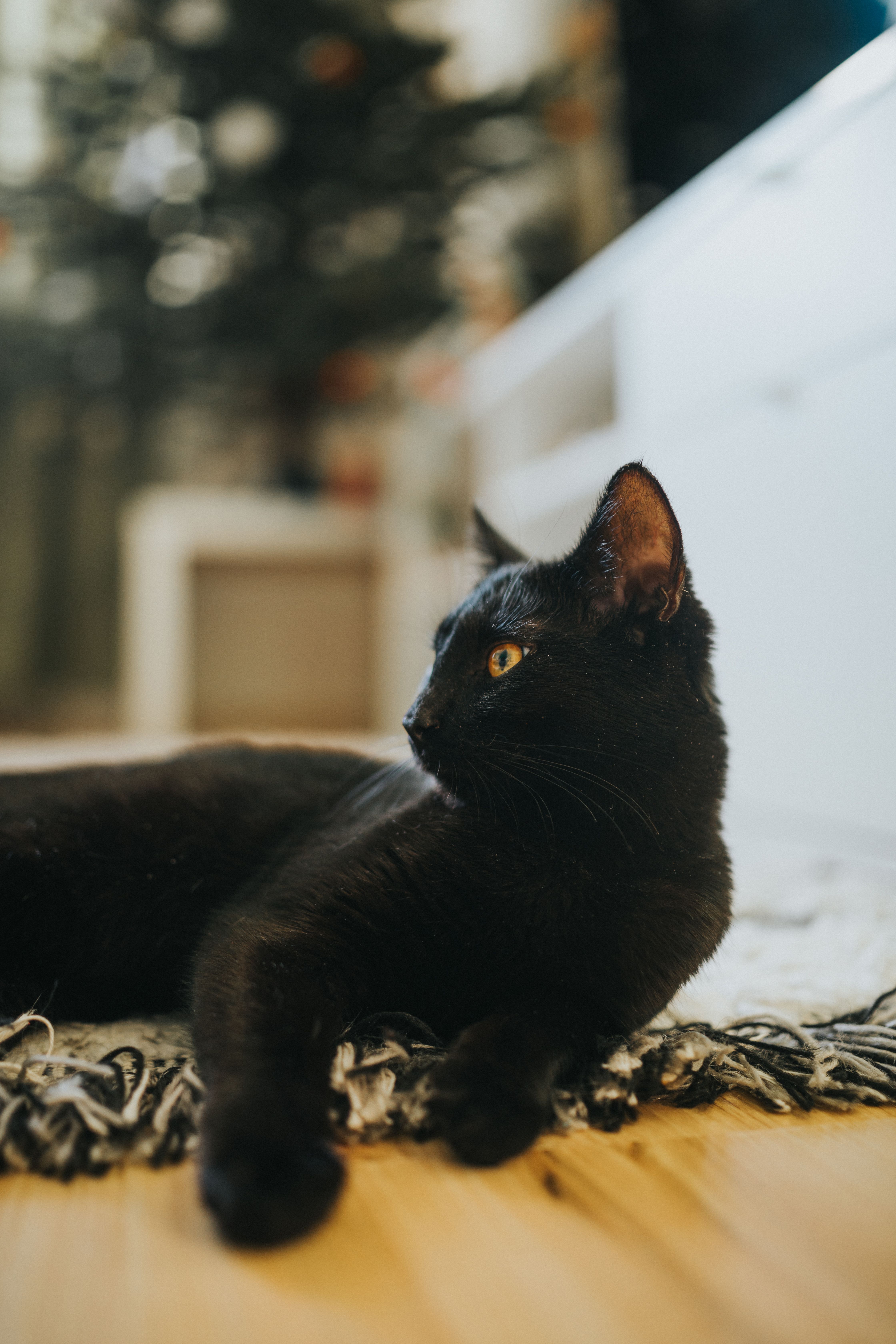 Relaxing Black Cat Indoors on Rug · Free Stock Photo