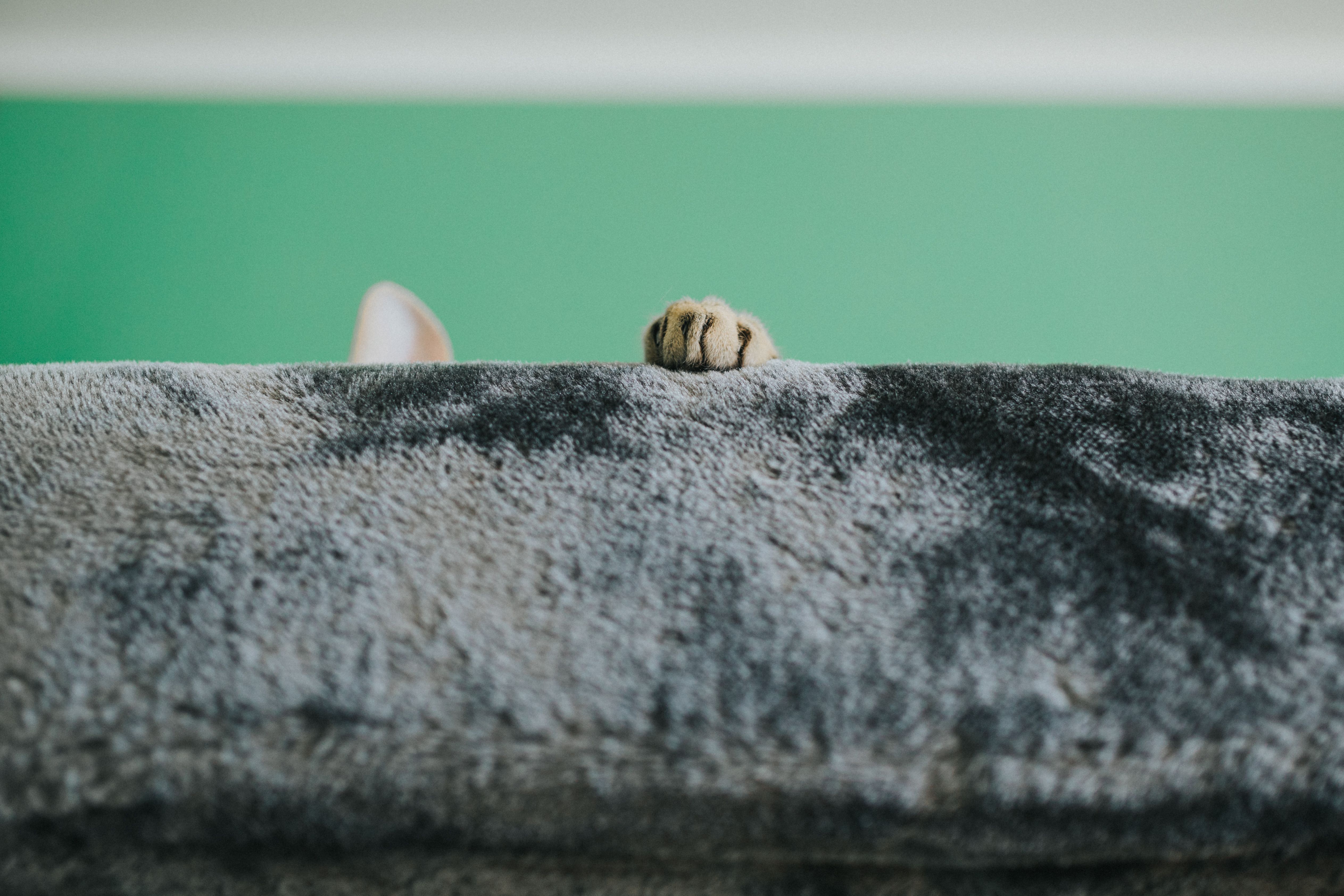 Playful Cat Paw Peeking Over Sofa Edge · Free Stock Photo