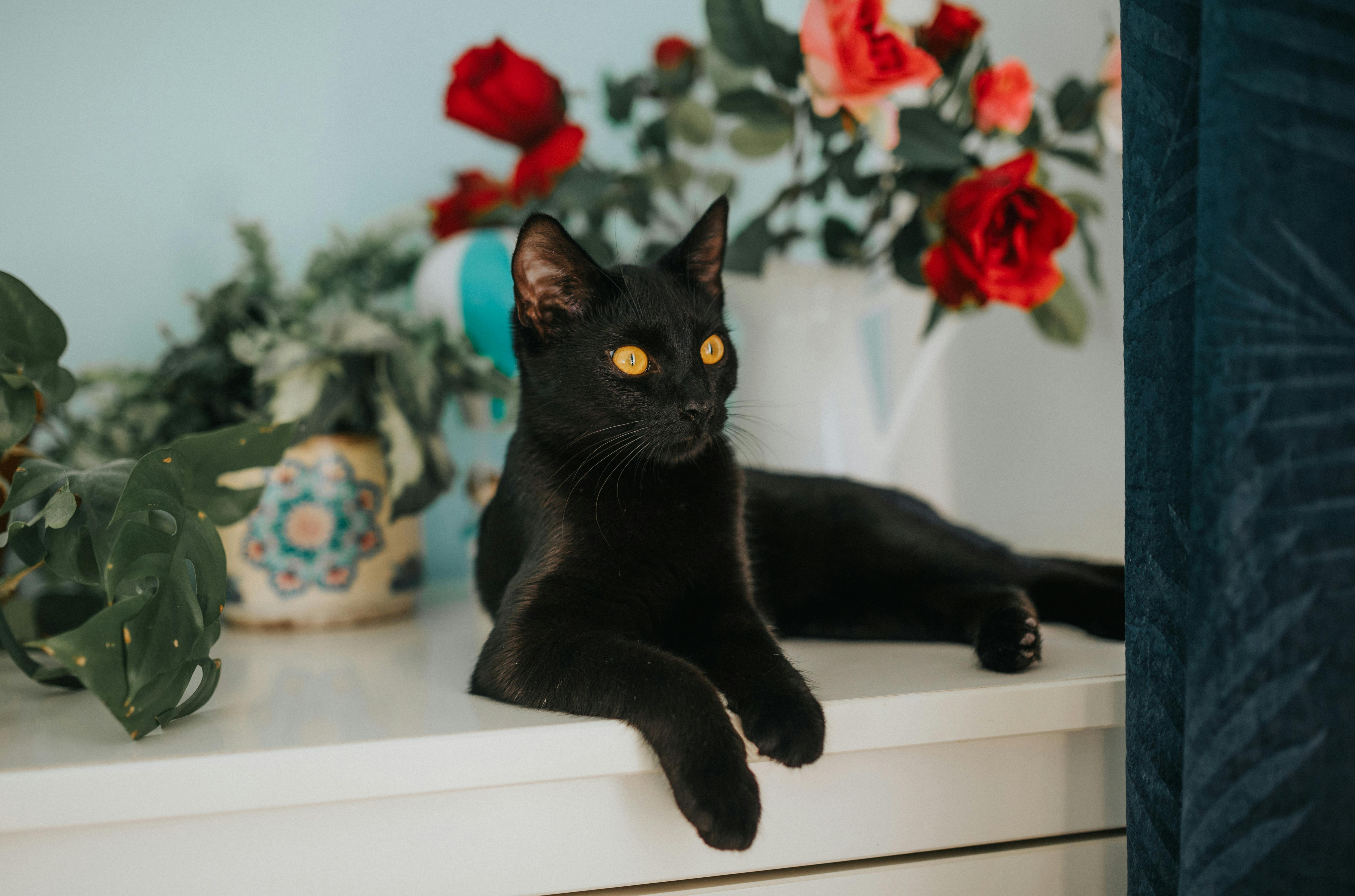 Elegant Black Cat Resting by Red Roses · Free Stock Photo
