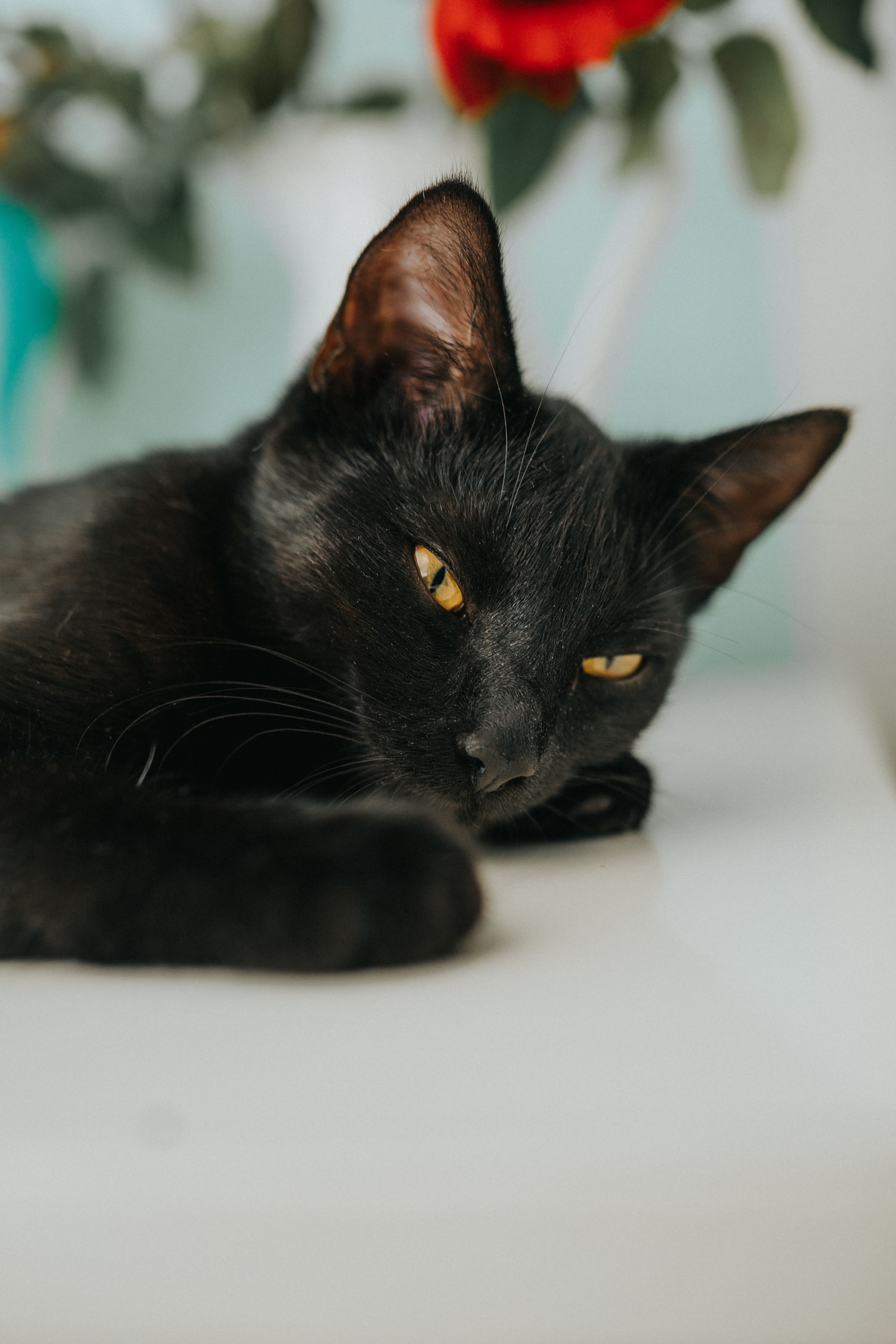 Relaxed Black Cat Lounging Indoors · Free Stock Photo