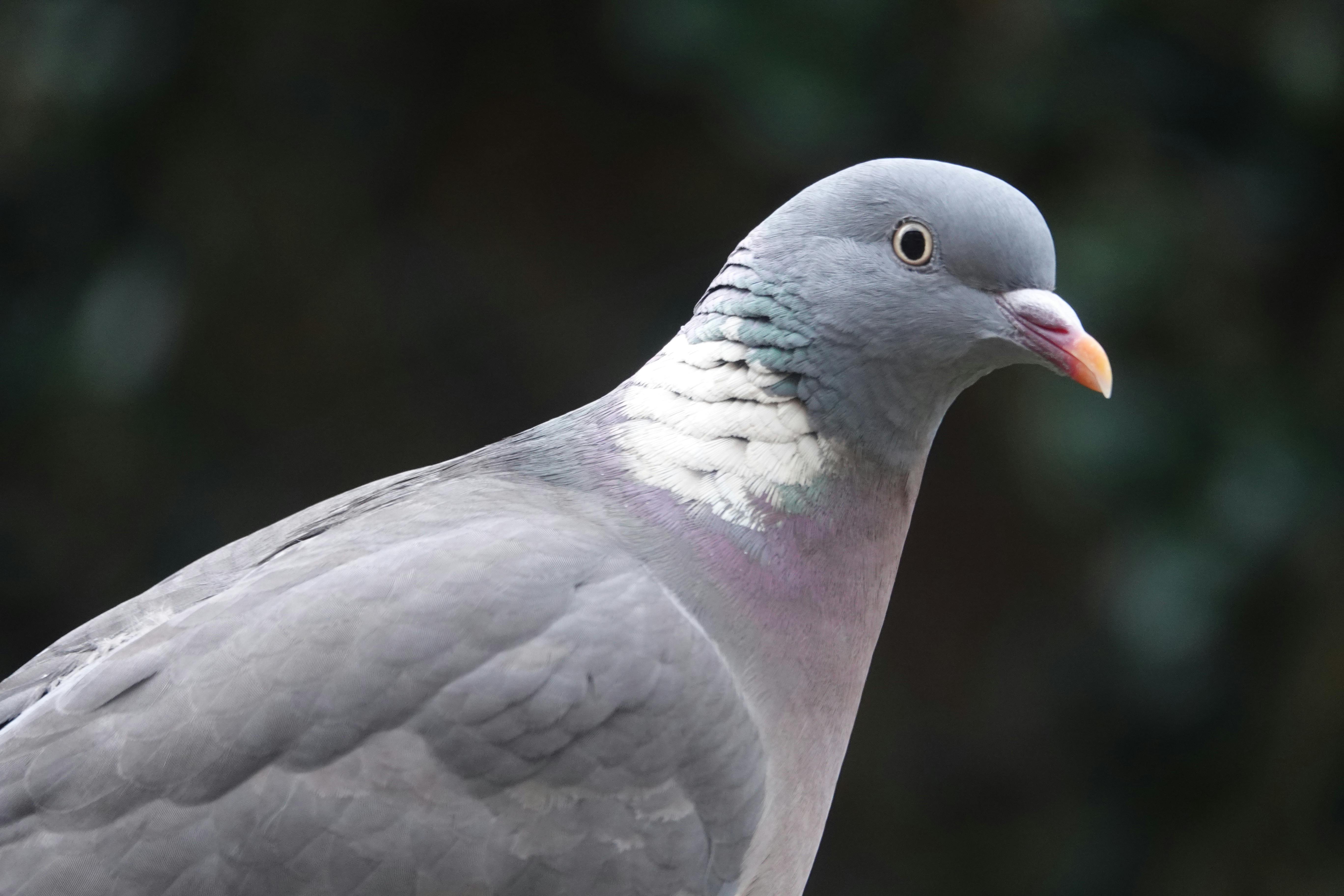 Tooth Billed Pigeon: Friendly Bird with Unique Beak Facts