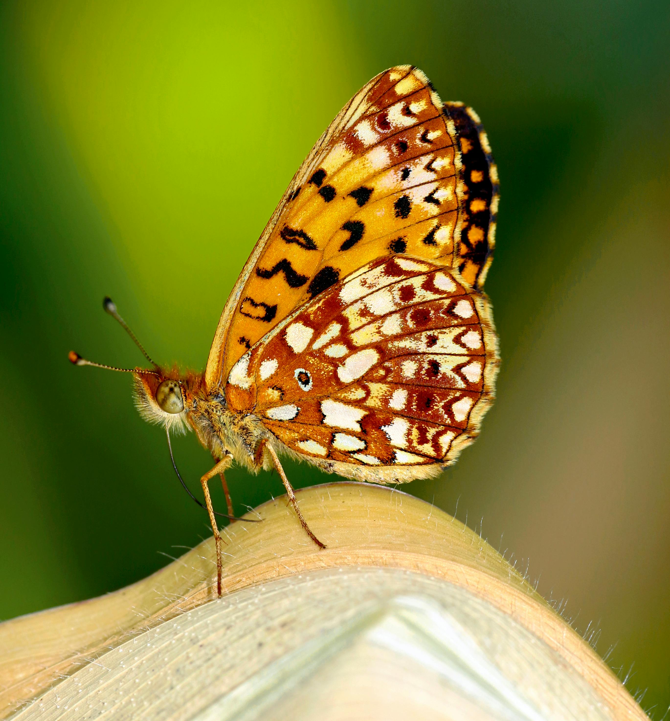 Insect Close Up Photography Photos, Download The BEST Free Insect Close ...