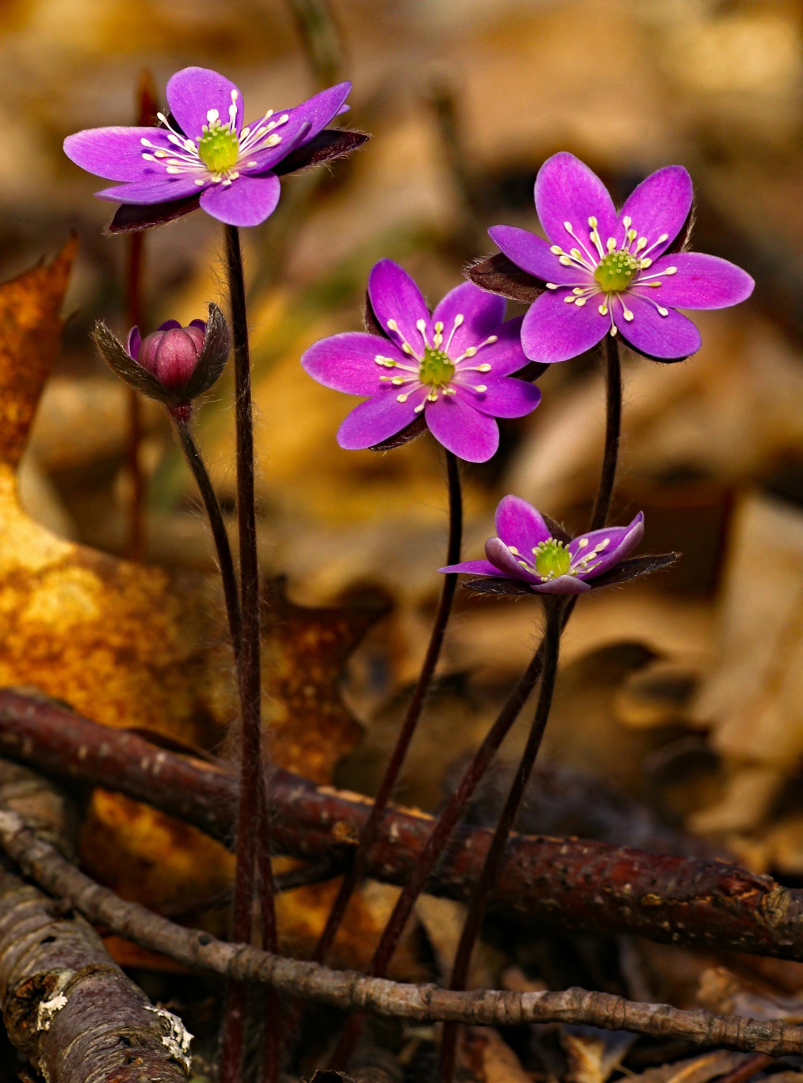 Vibrant Hepatica Blooms in Spring Forest · Free Stock Photo