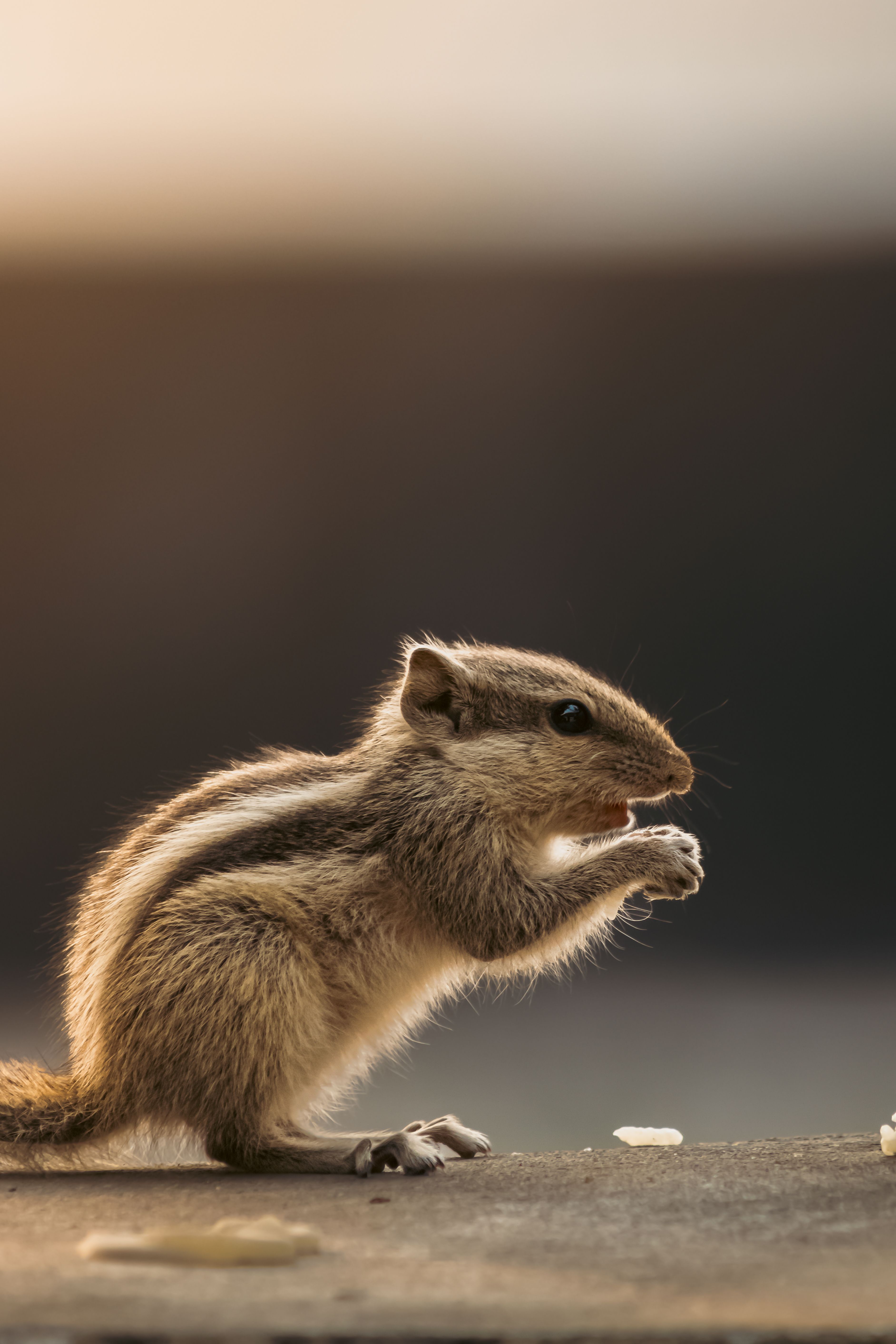 Iphone Wallpaper Animals Photos, Download The BEST Free Iphone ...