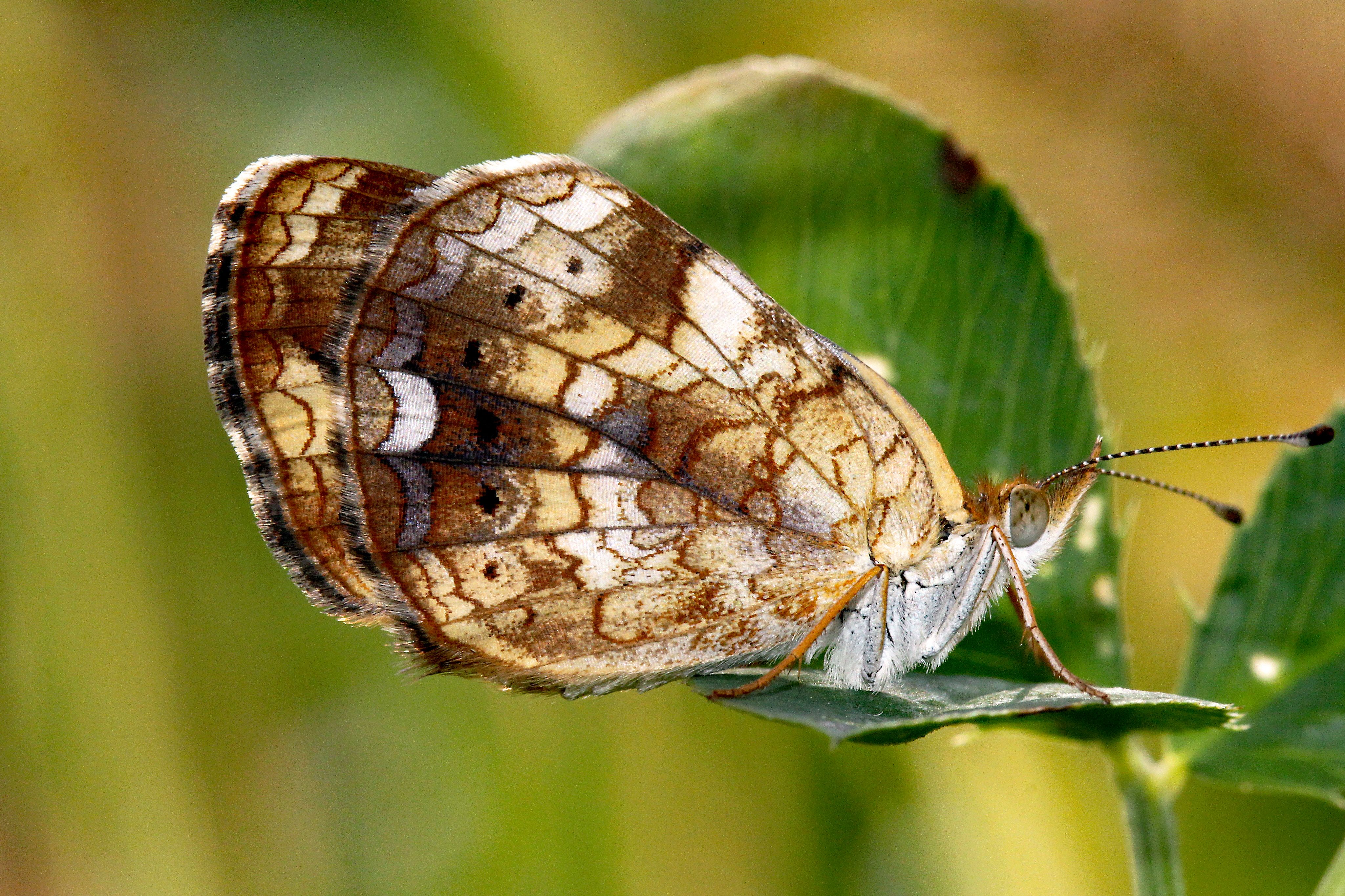 Hercules Moth Photos, Download The BEST Free Hercules Moth Stock Photos ...