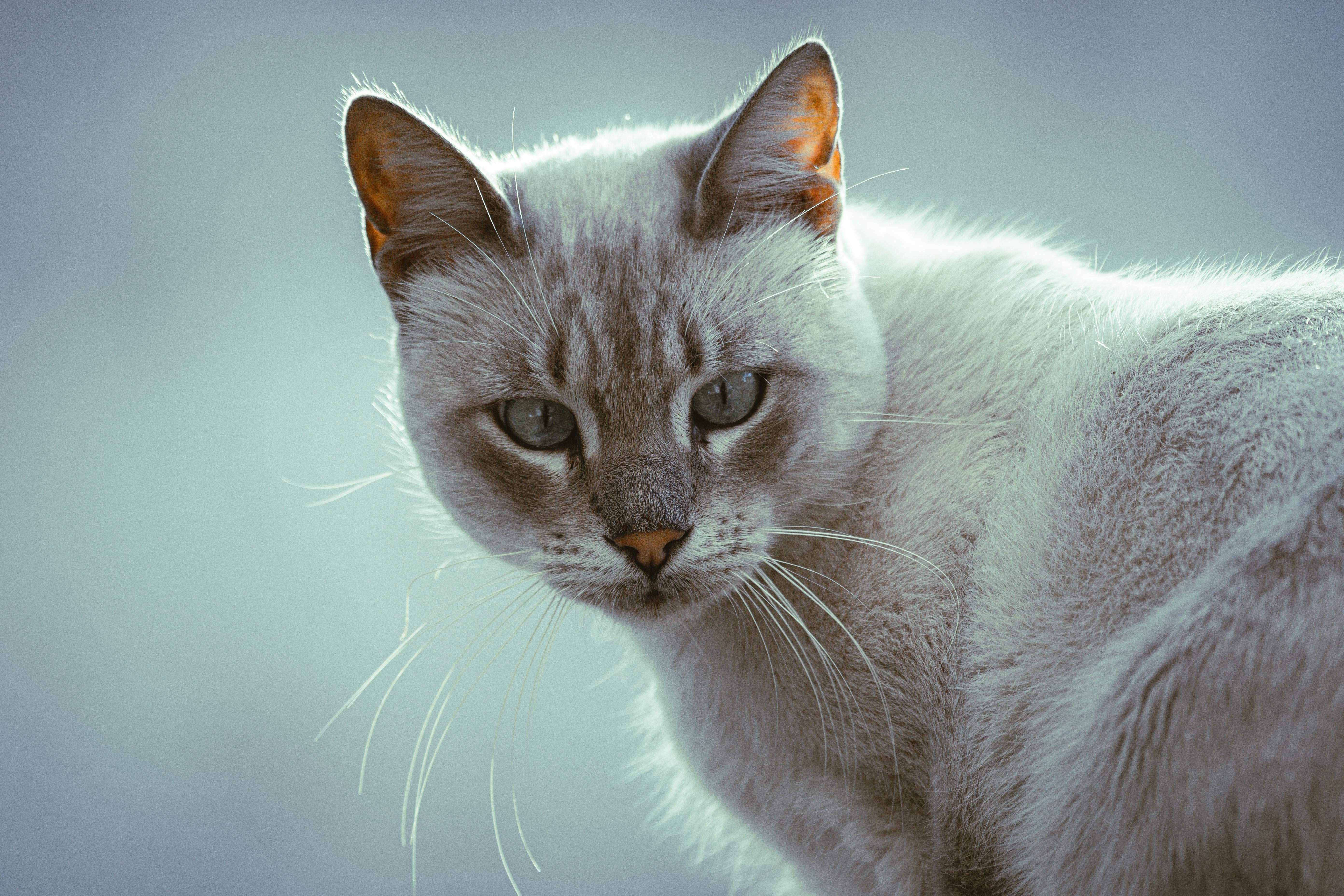 Rotating Podium Photos, Download The BEST Free Rotating Podium Stock ...