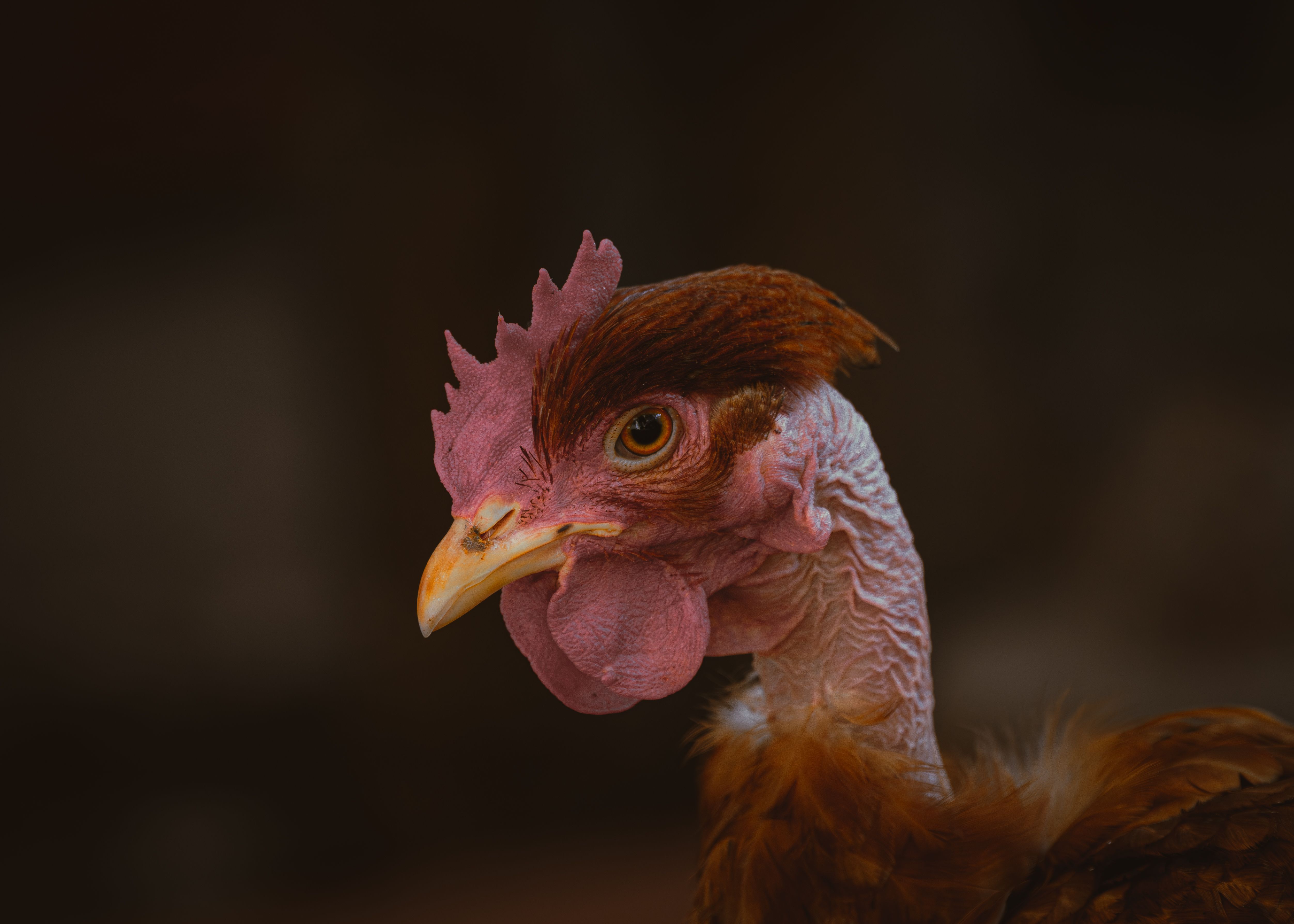 Close-up Portrait of a Naked Neck Chicken · Free Stock Photo