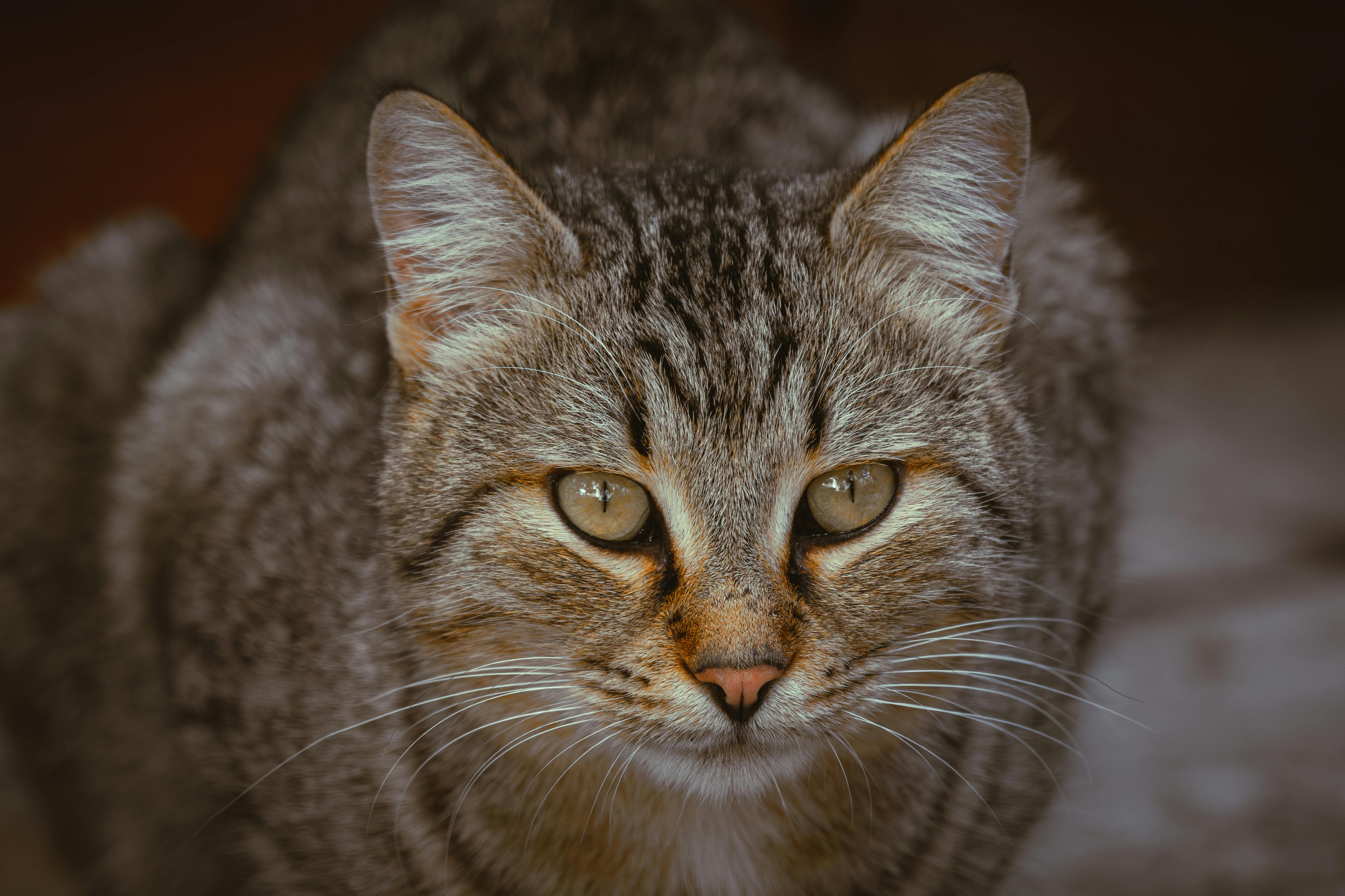 Kitty Cepa Crime Scene Investigation Photos, Download The BEST Free ...