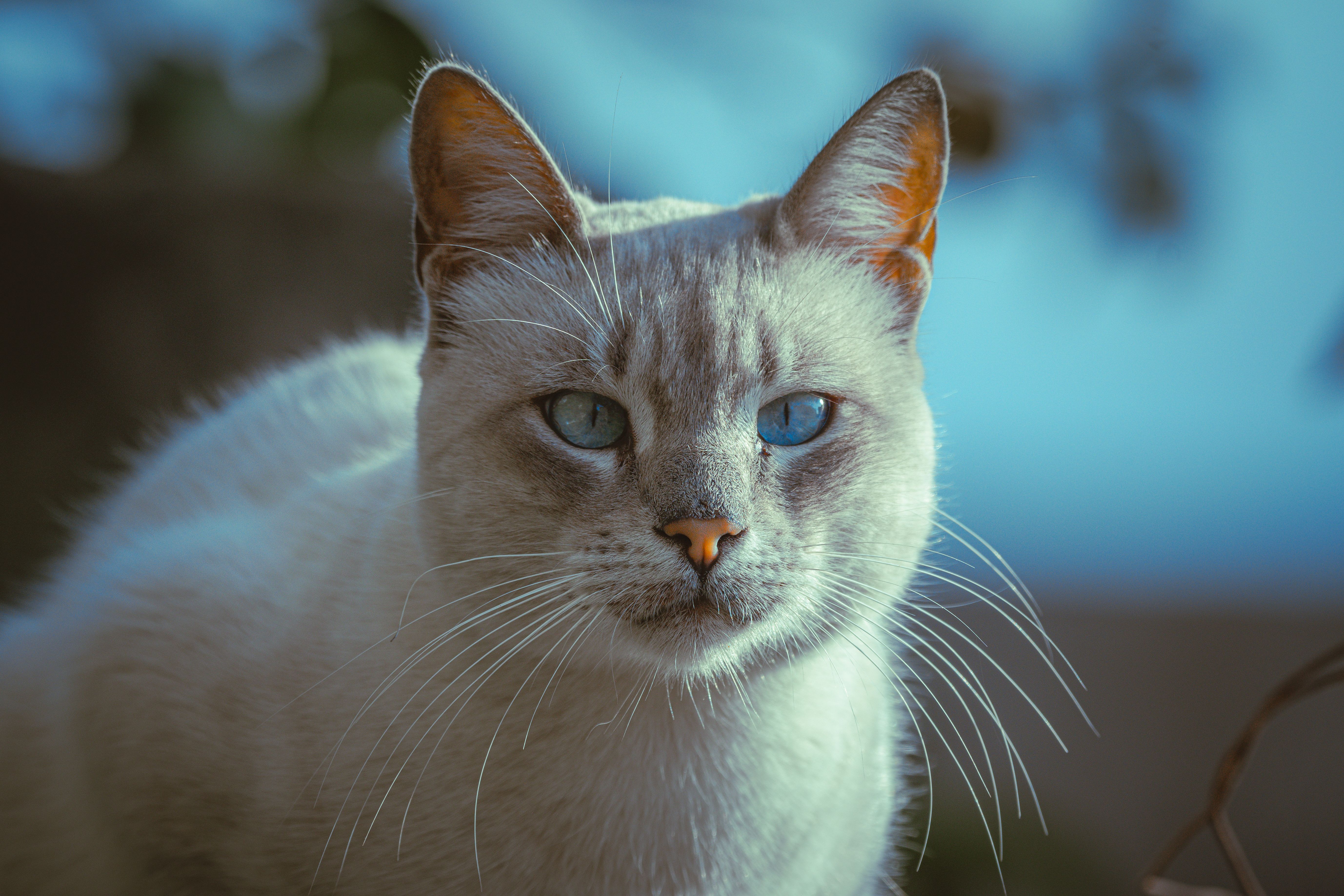 Close-up Portrait of Blue-eyed Cat in Tunisia · Free Stock Photo