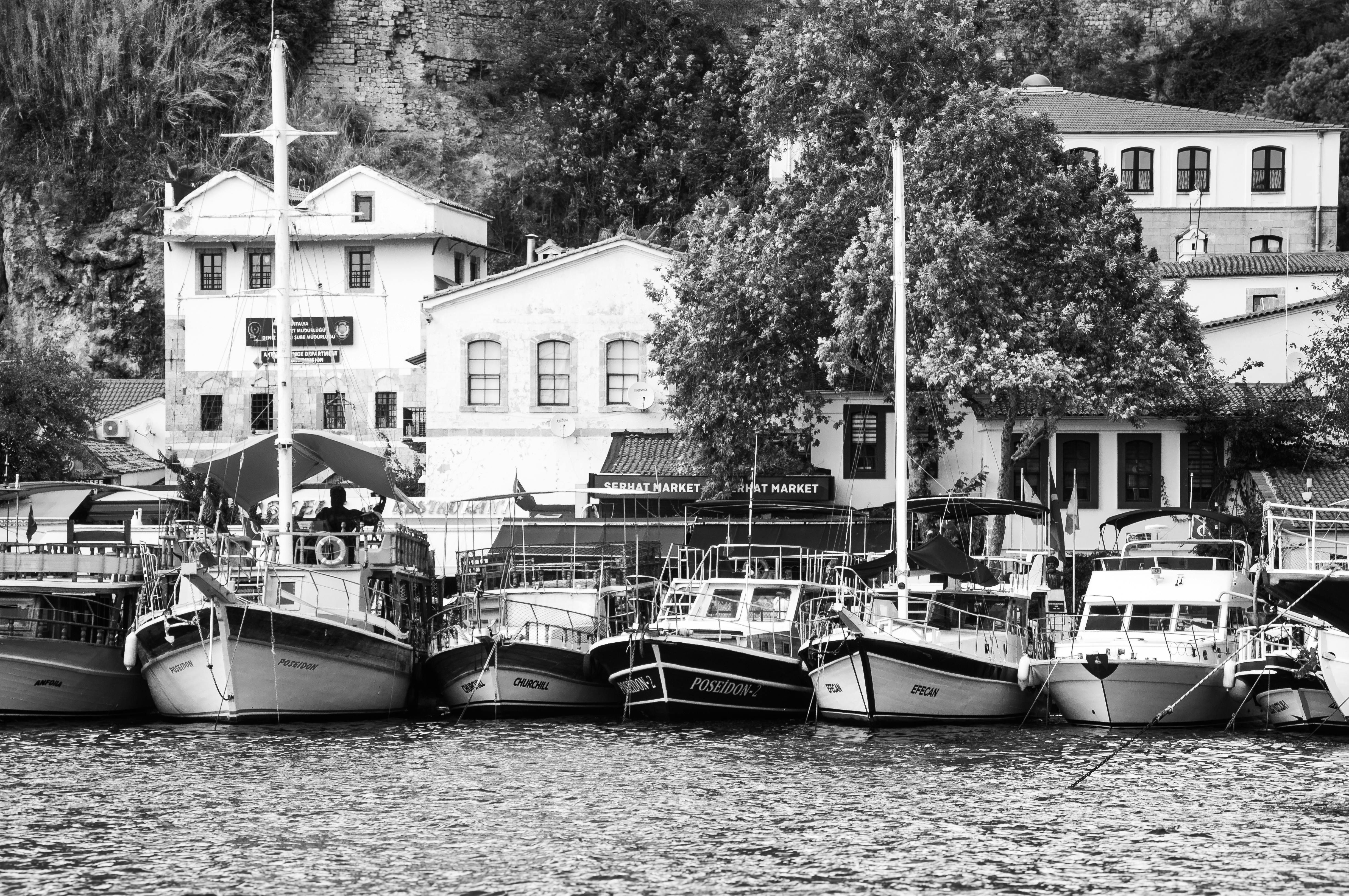 Vintage Tree Photos, Download The BEST Free Vintage Tree Stock Photos ...