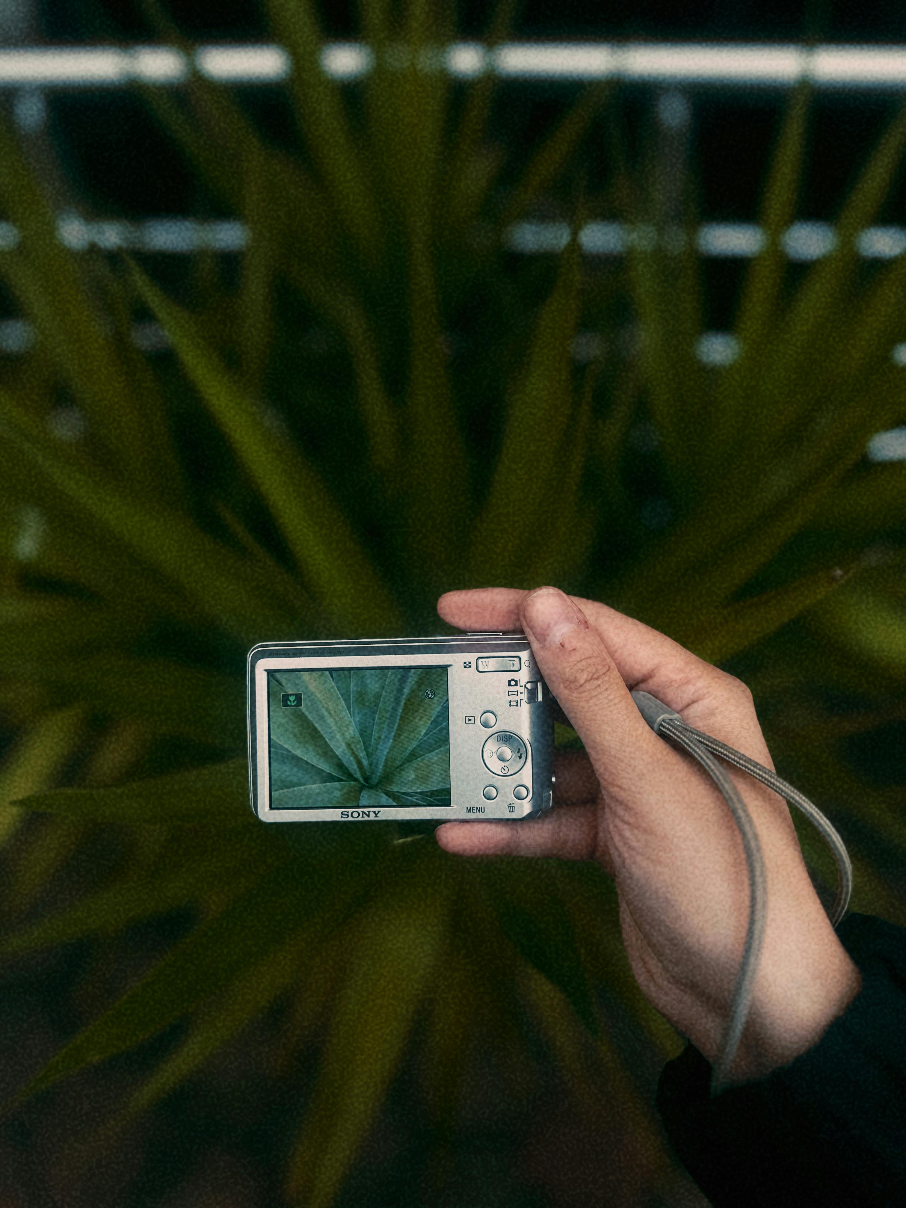 Capturing Plant with Compact Camera Display · Free Stock Photo