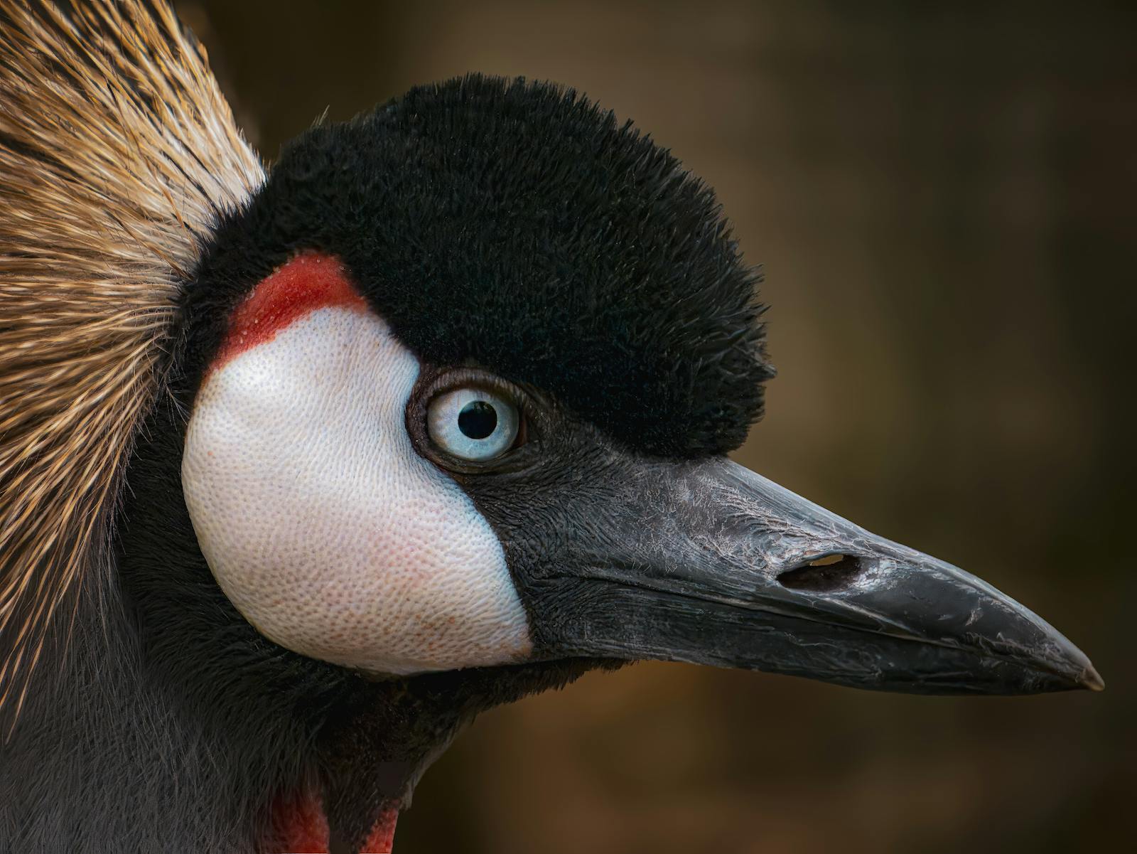 Crested Crane Photos, Download The BEST Free Crested Crane Stock Photos ...