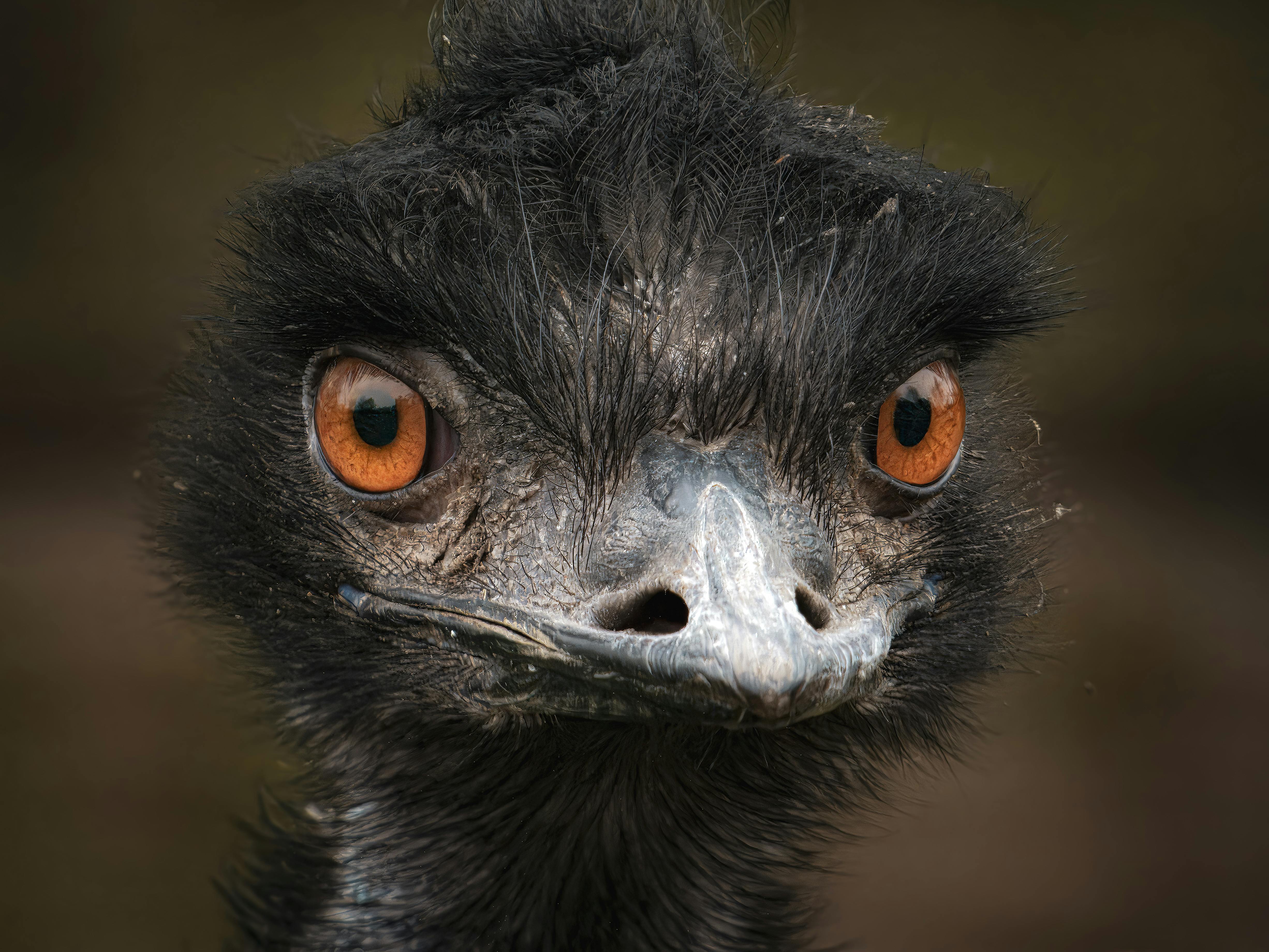 Close-up of Emu with Intense Eyes · Free Stock Photo